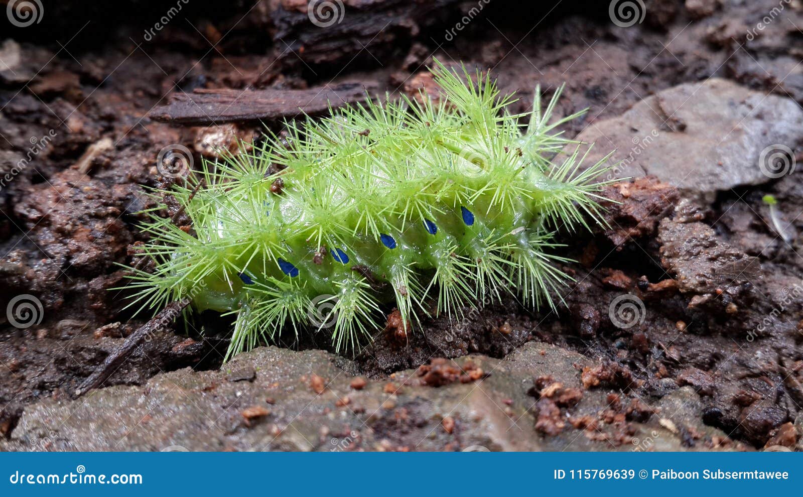 Nettle caterpillar stock image. Image of striped, animal - 115769639