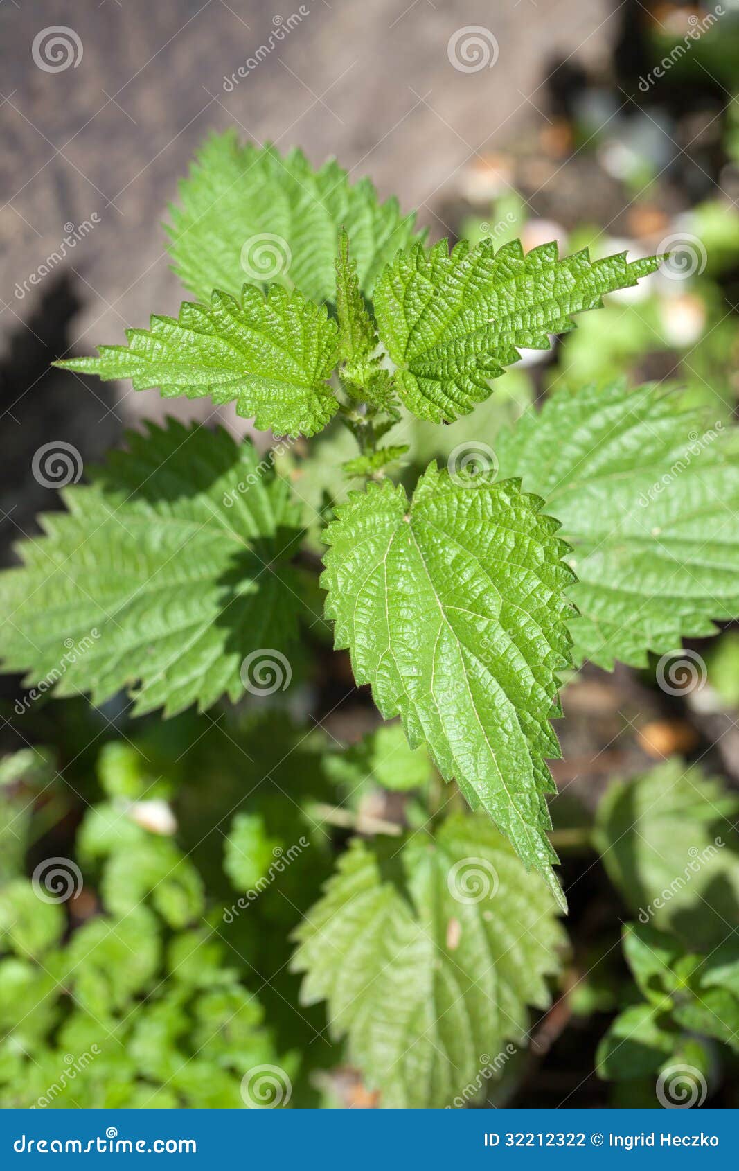 Nettle stock photo. Image of organic, nettle, nature - 32212322