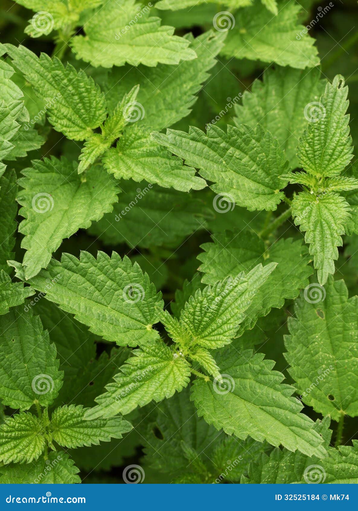 Nettle stock photo. Image of full, plant, weed, vertical - 32525184