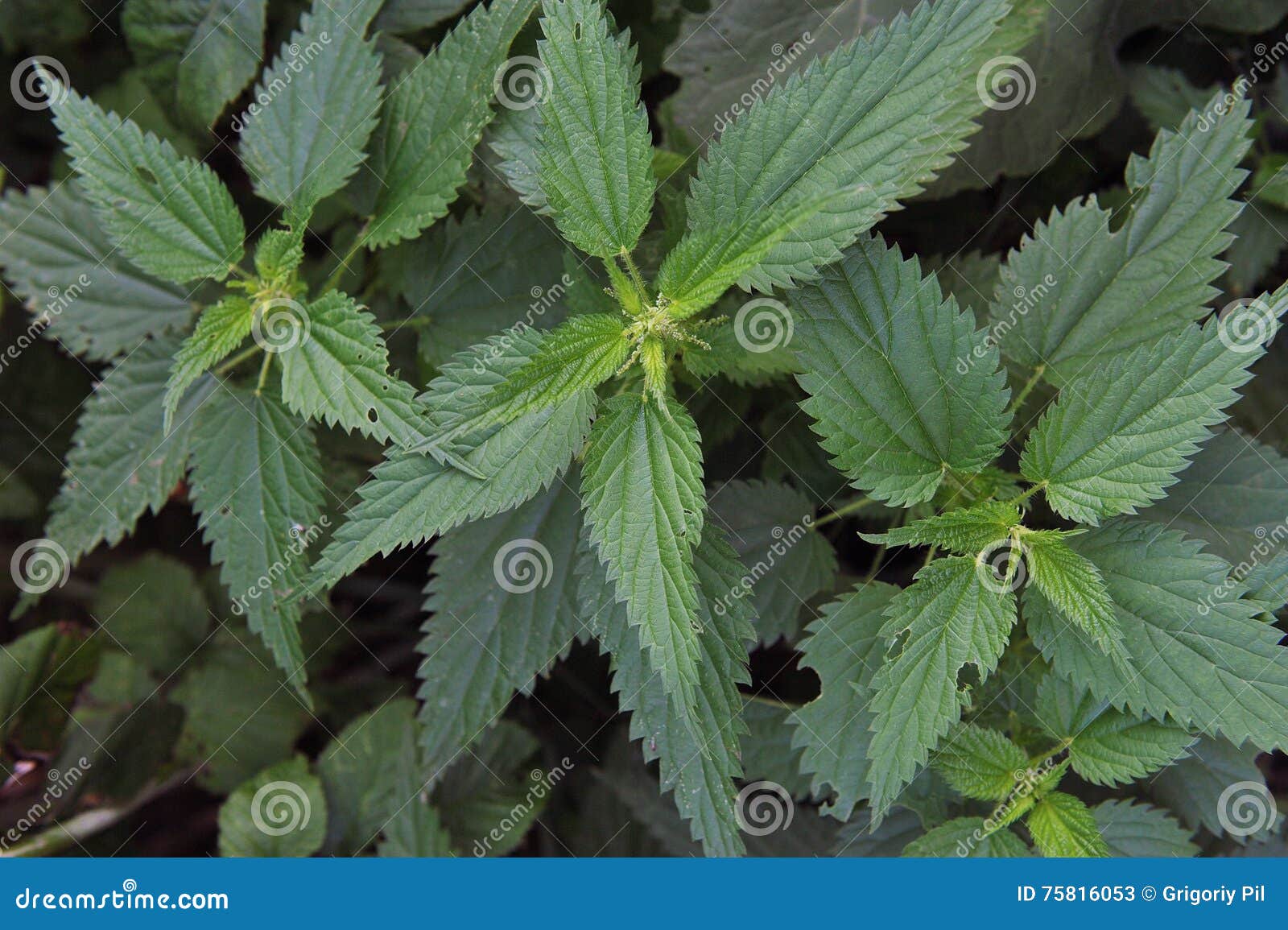 Nettle stock image. Image of bush, nettle, plant, fresh - 75816053