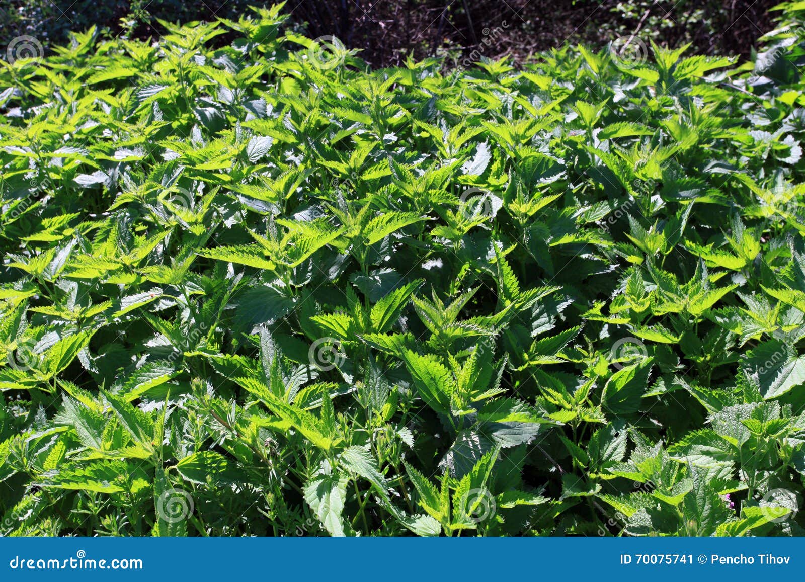 Nettle stock image. Image of herb, stalks, stinging, natural - 70075741
