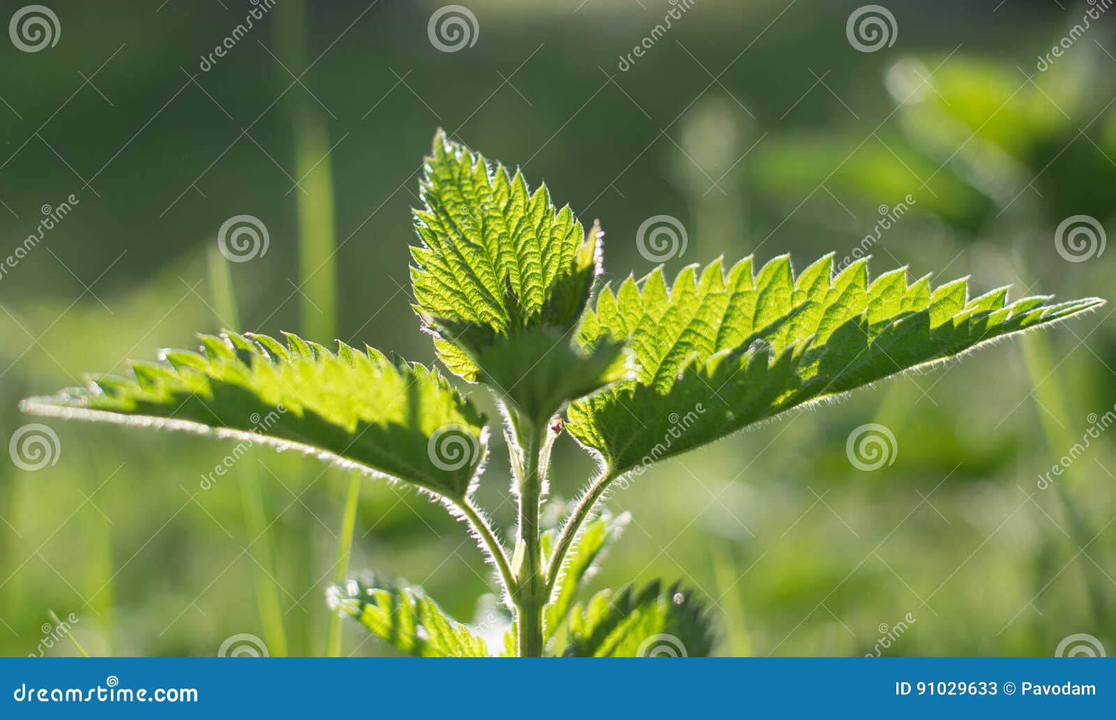 Nettle. stock image. Image of meadow, natural, nettle - 91029633