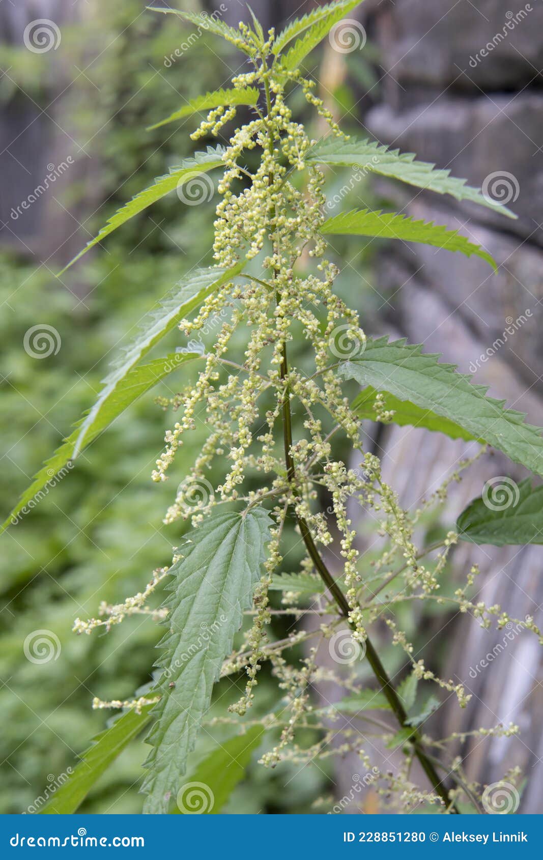 Nettle Dioecious Blooms Stock Image | CartoonDealer.com #252534007