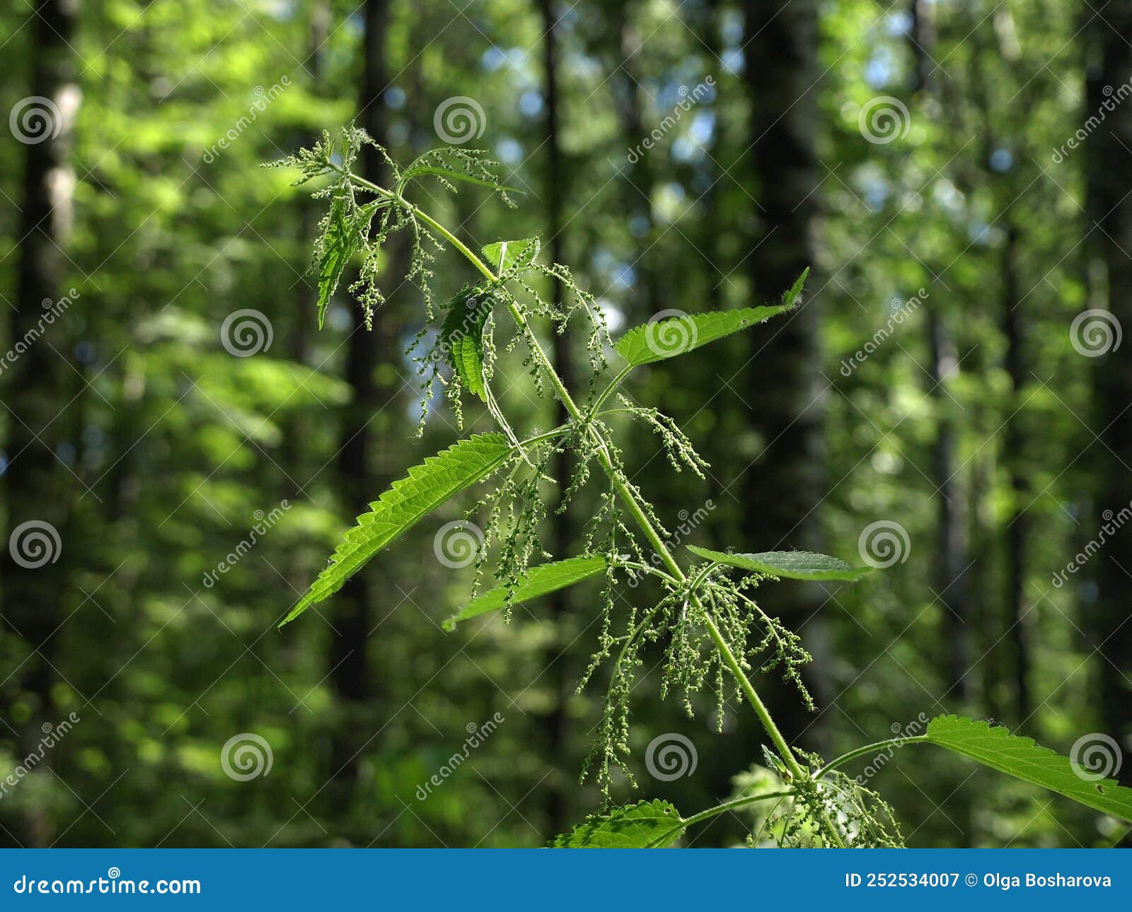 Nettle Dioecious Blooms Stock Image | CartoonDealer.com #252534007