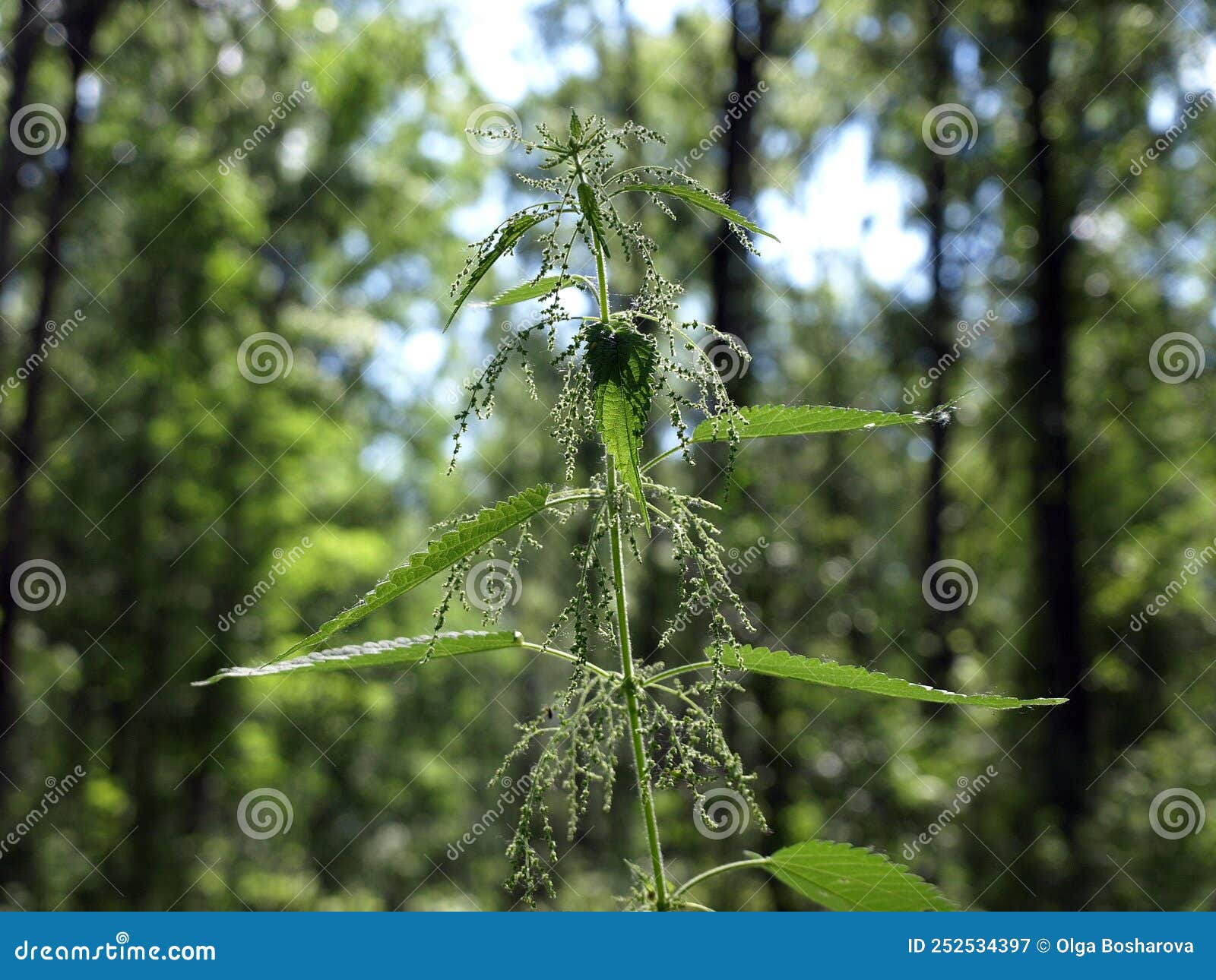 Nettle dioecious blooms stock image. Image of aroma - 252534397