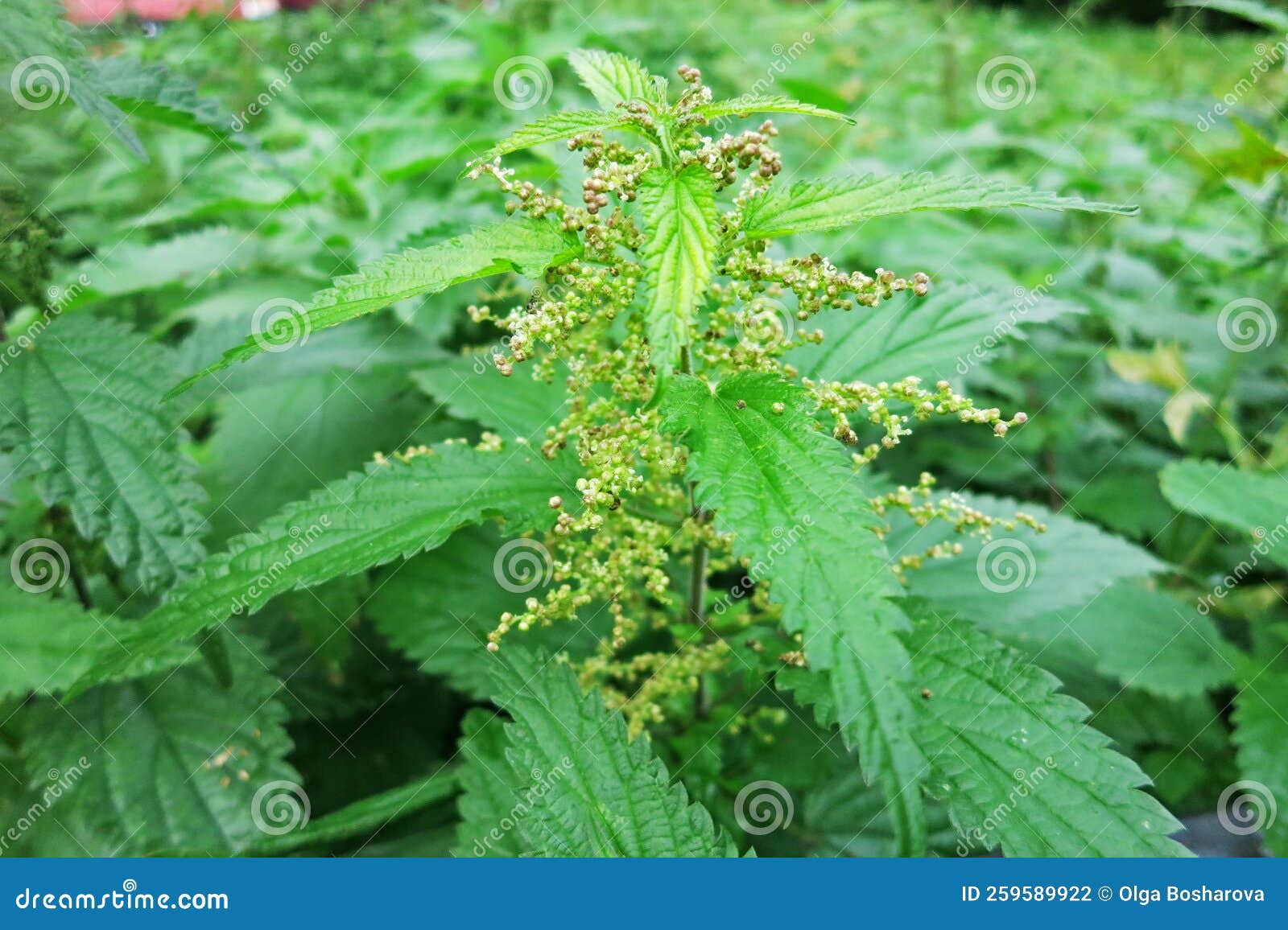Nettle dioecious flowering stock photo. Image of healthy - 259589922