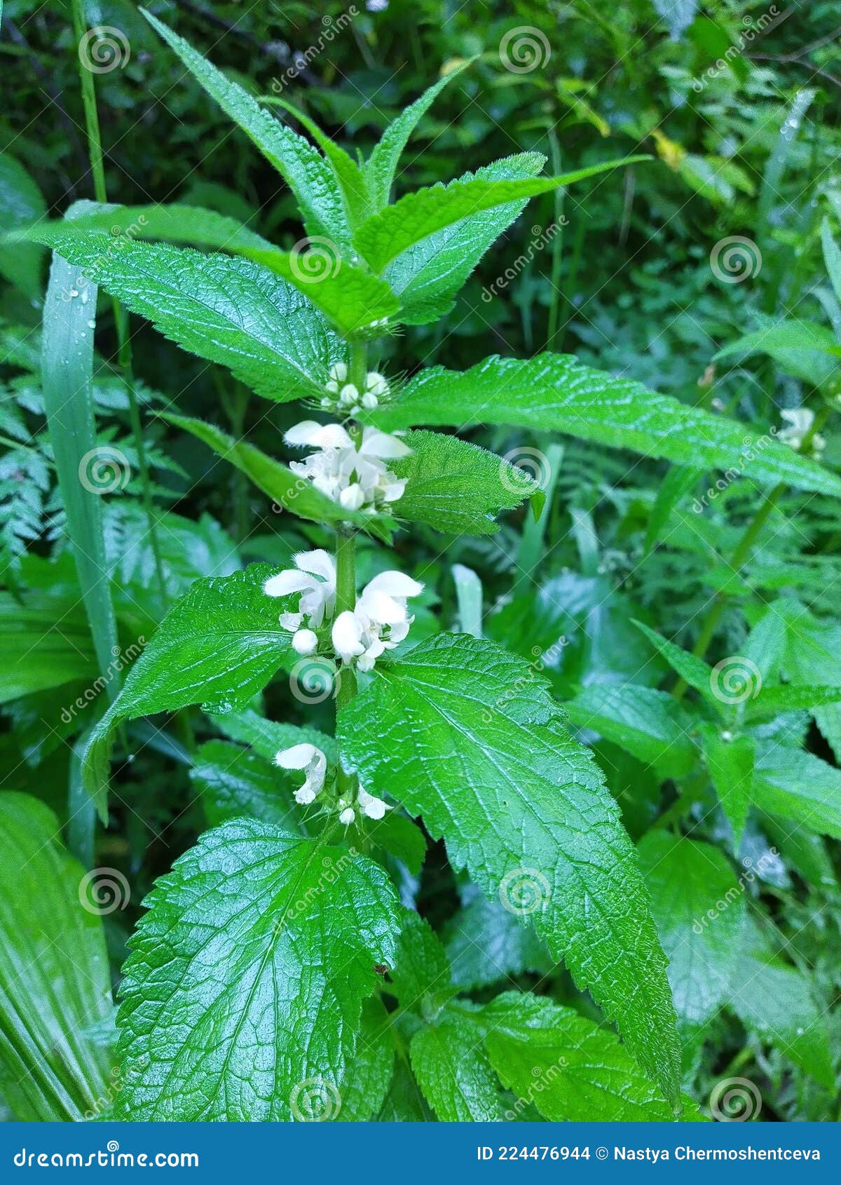 Nettle Dioecious Blooms Stock Image | CartoonDealer.com #252534007