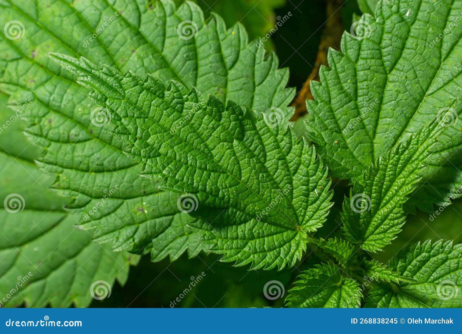 Nettle Dioecious Blooms Stock Image | CartoonDealer.com #252534007