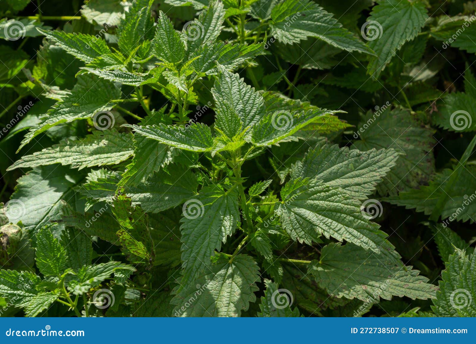 The Nettle Dioecious Urtica Dioica with Green Leaves Grows in Natural ...