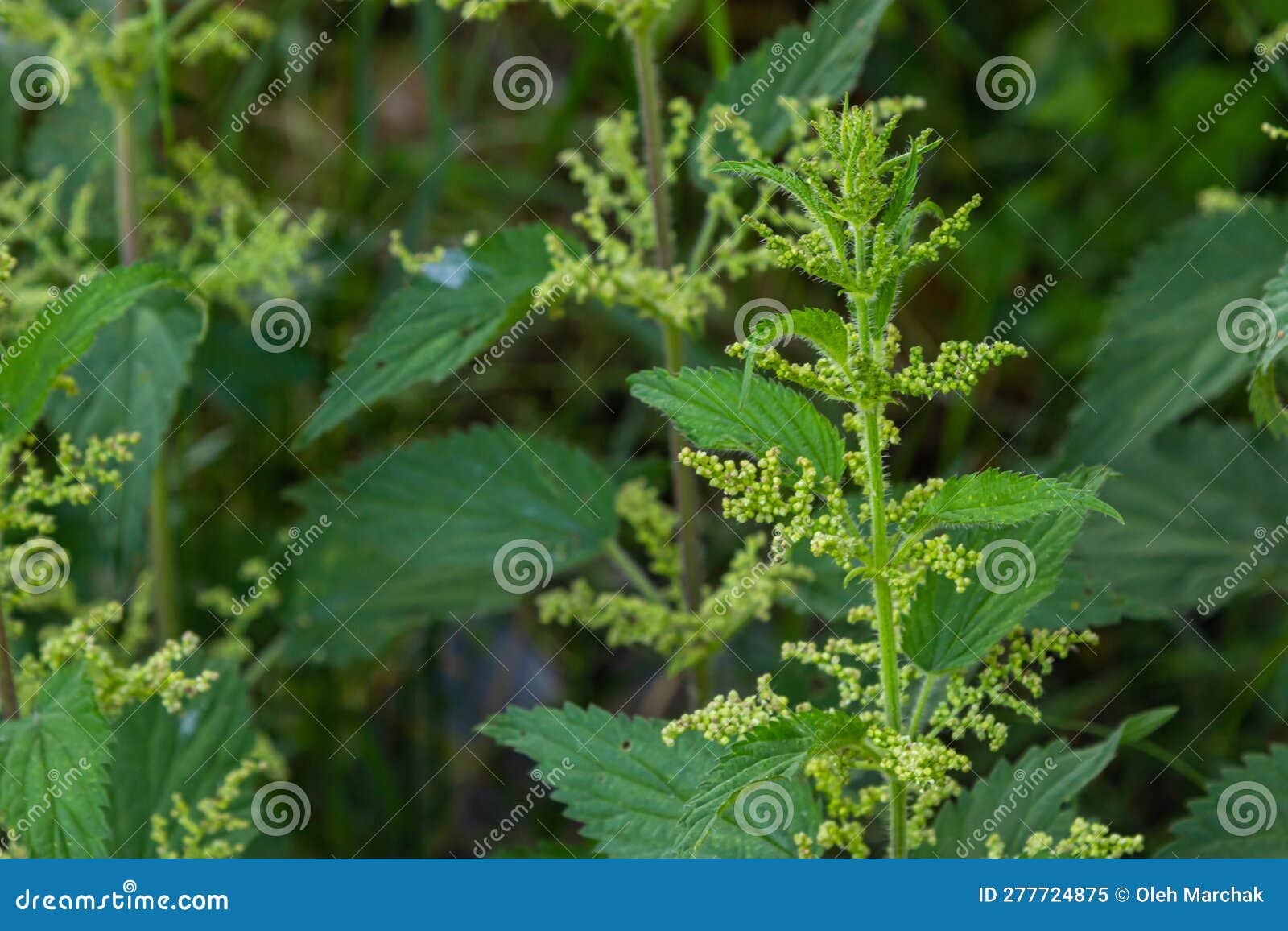 Nettle Dioecious Blooms Stock Image | CartoonDealer.com #252534007
