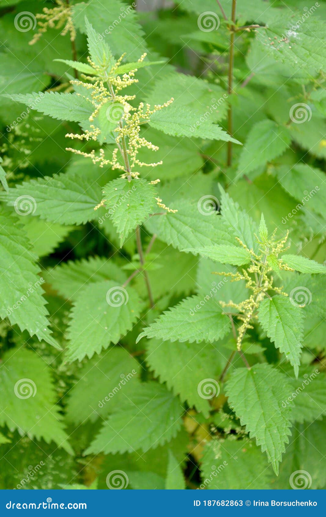Nettle Dioecious Blooms Stock Image | CartoonDealer.com #252534007