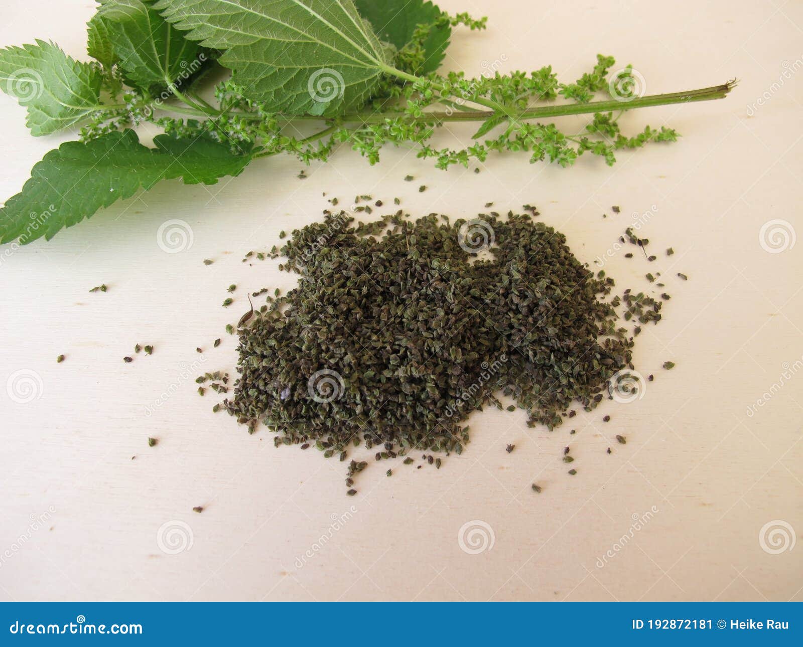 Nettle and Dried Nettle Seeds Stock Image - Image of medicine ...