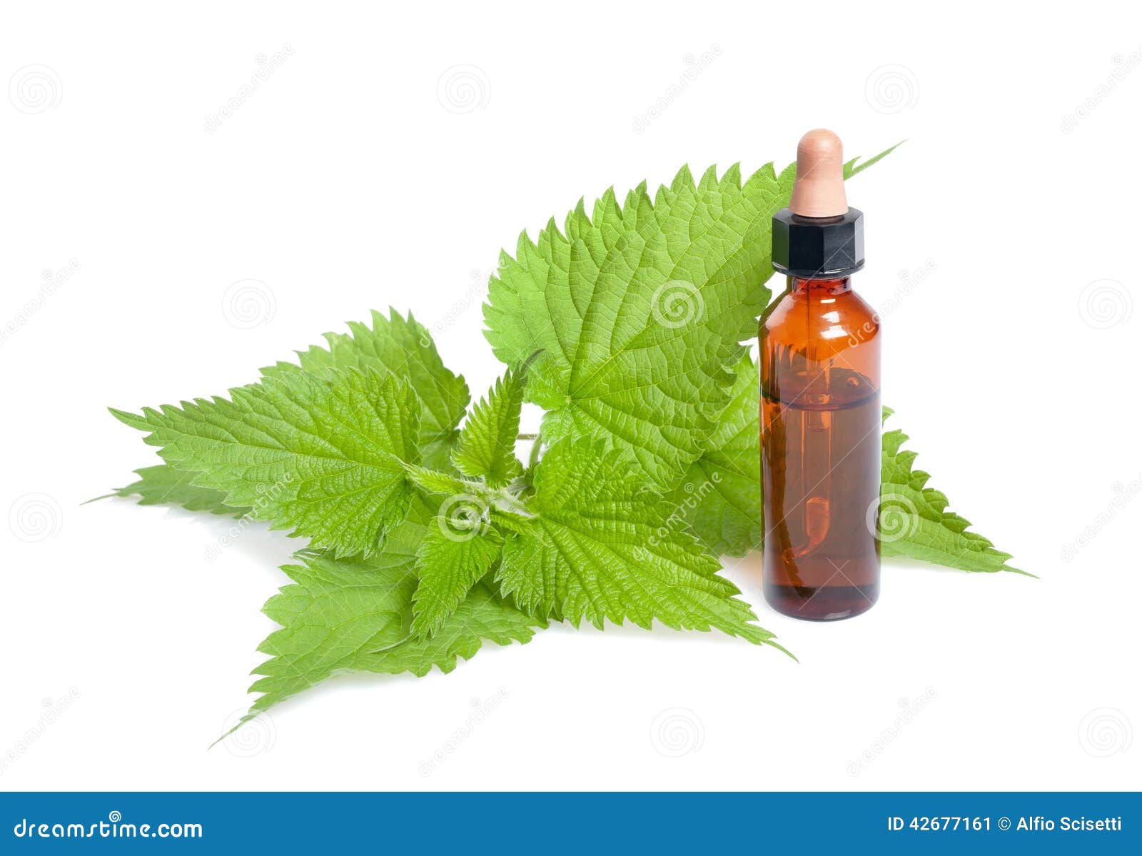 Nettle extract stock image. Image of isolated, infused - 42677161