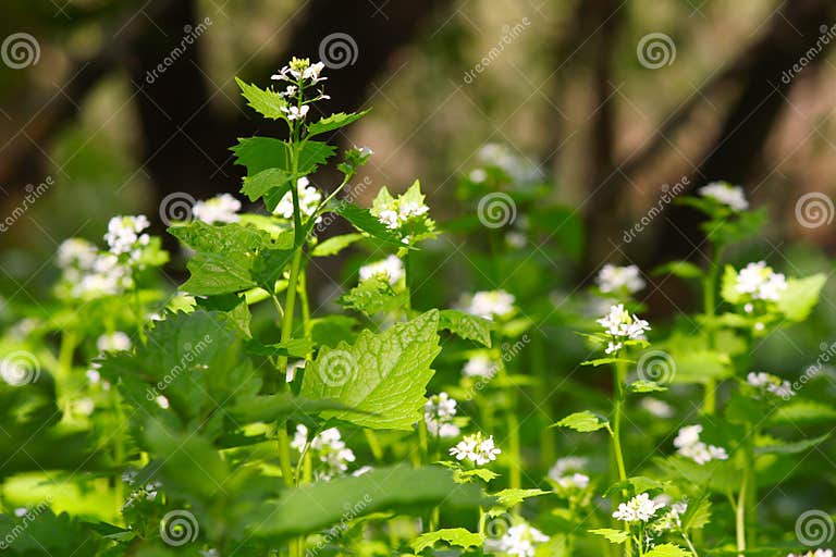 Nettle flower stock photo. Image of white, springtime - 19475626