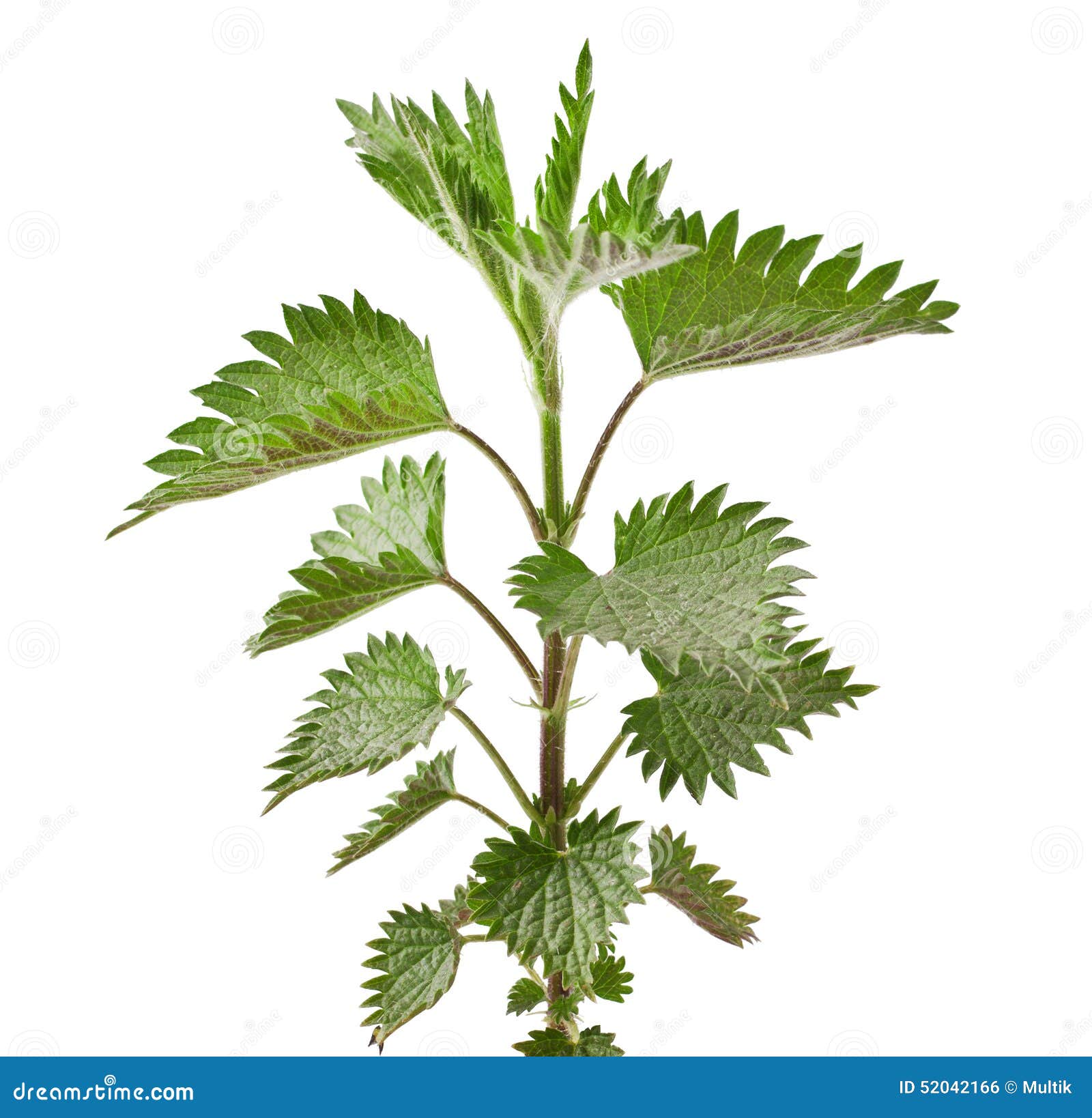 Nettle stock photo. Image of pain, healthy, medicine - 52042166