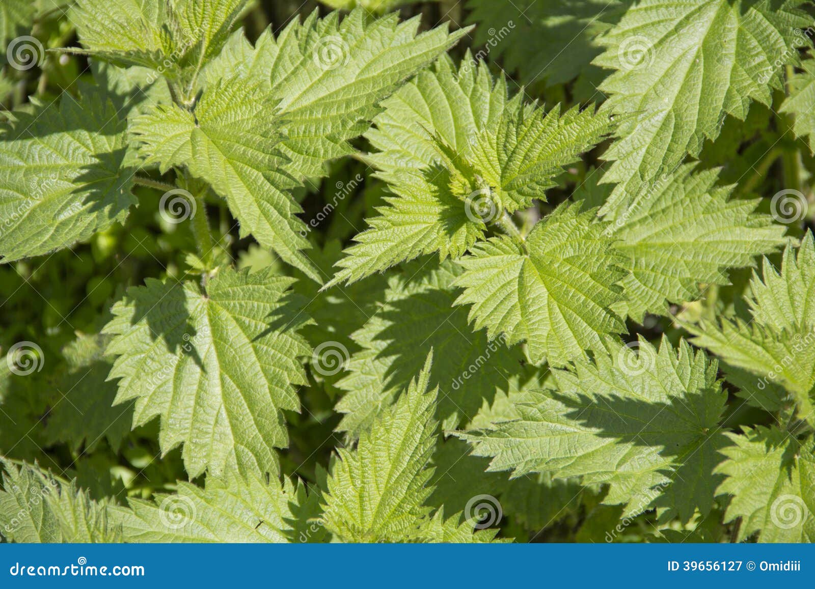 Nettle leaves stock image. Image of leaf, detail, food - 39656127