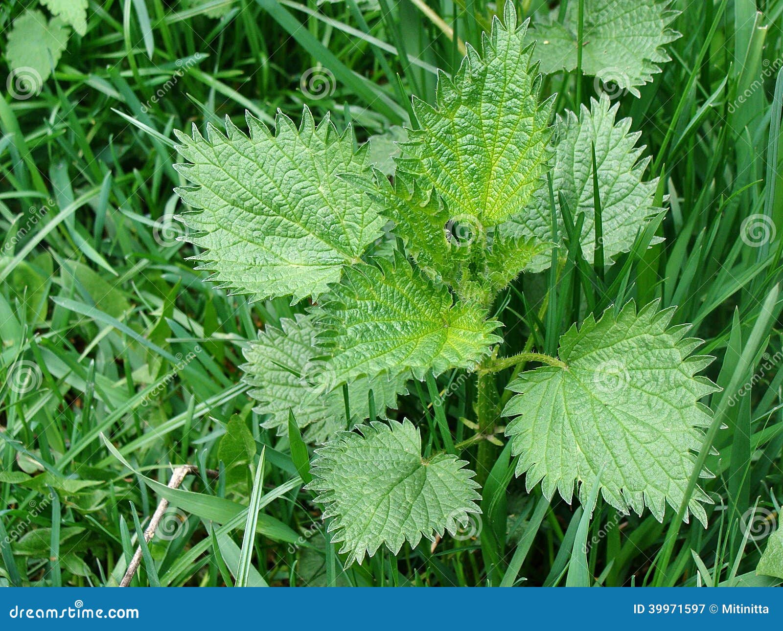 Nettle in the grass stock image. Image of leaf, sting - 39971597