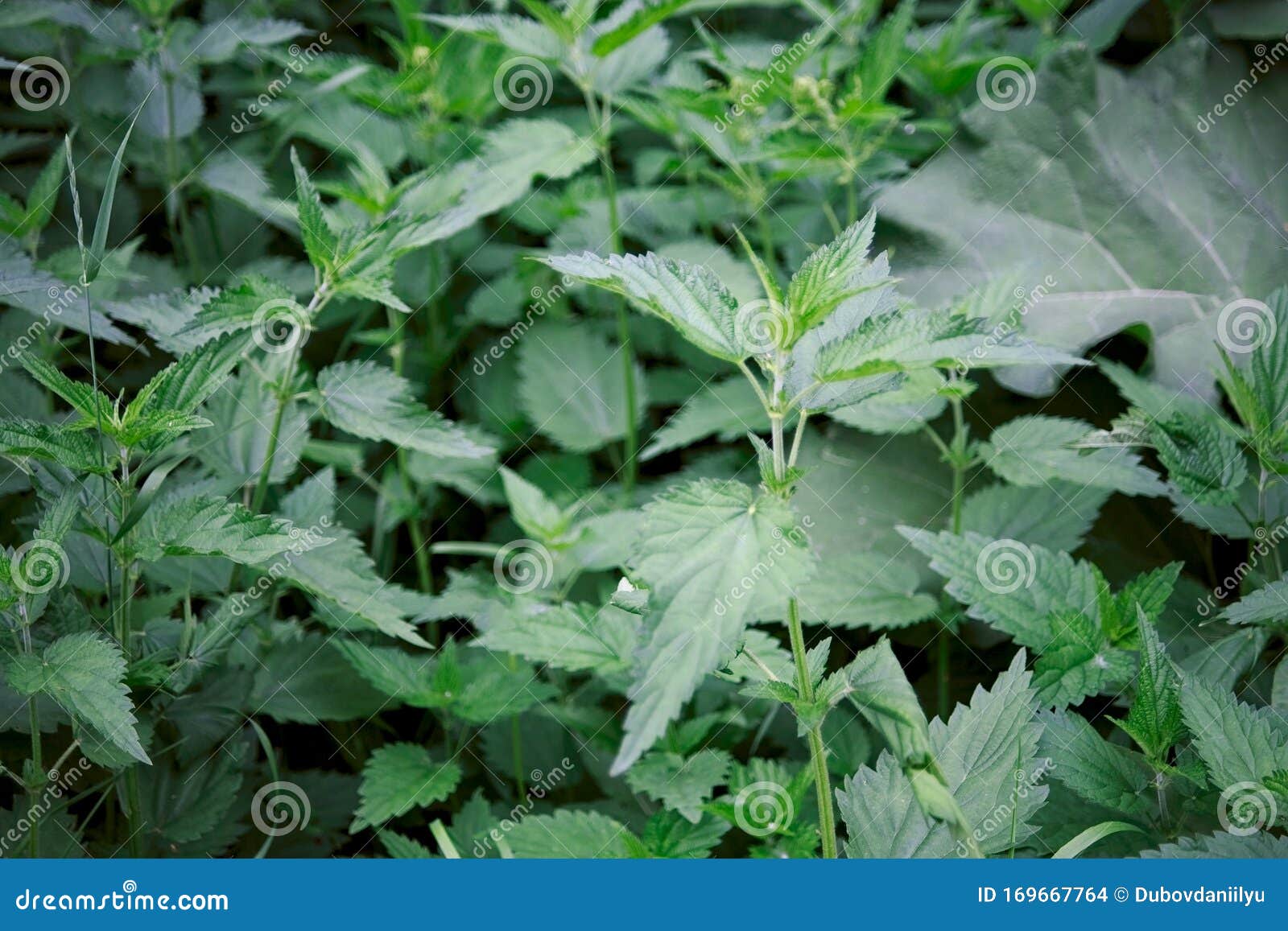 Nettle Growing in the Field Stock Photo - Image of dioica, foliage ...