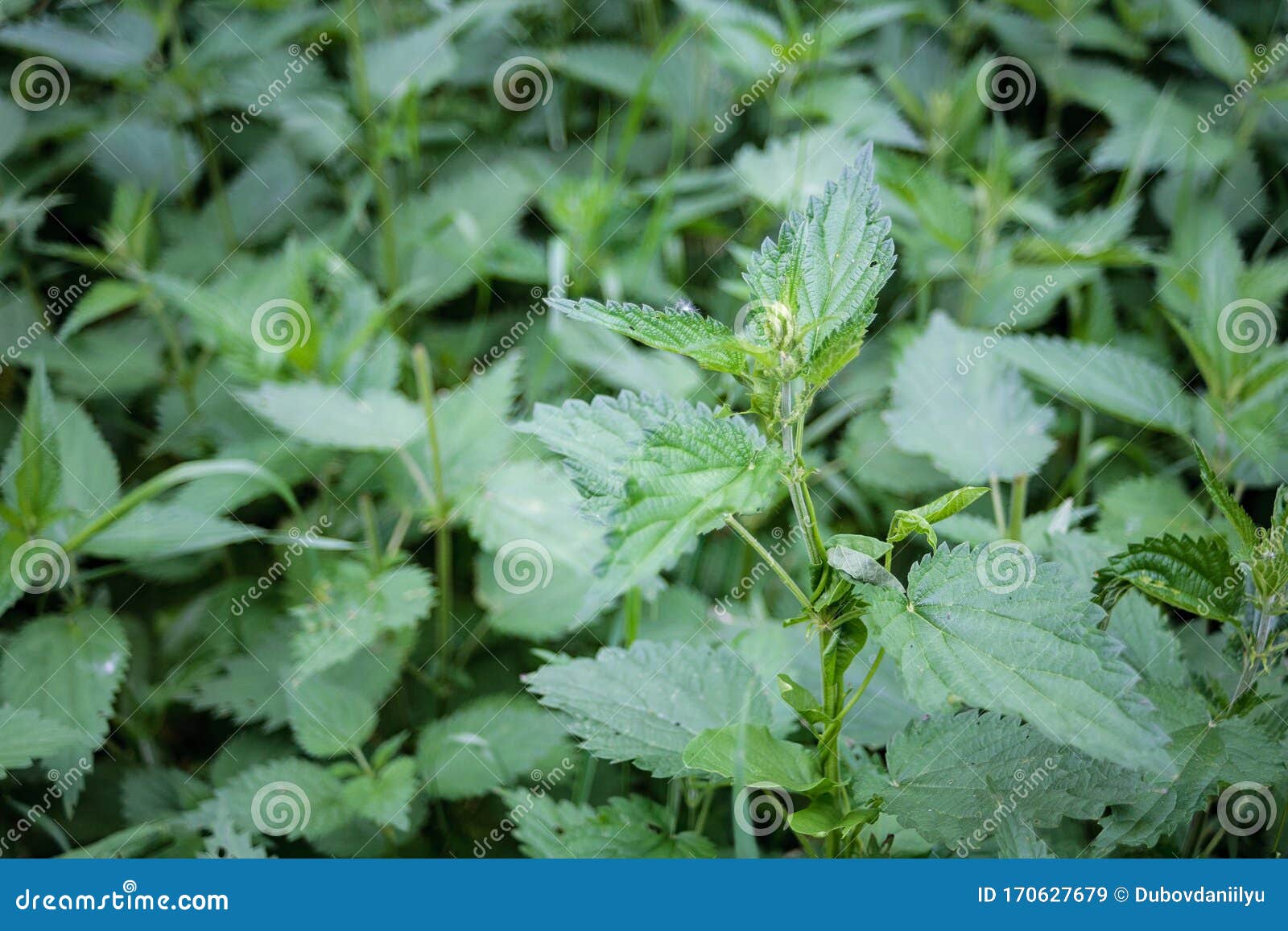 Nettle Growing in the Field, Nettle Stock Image - Image of flora ...