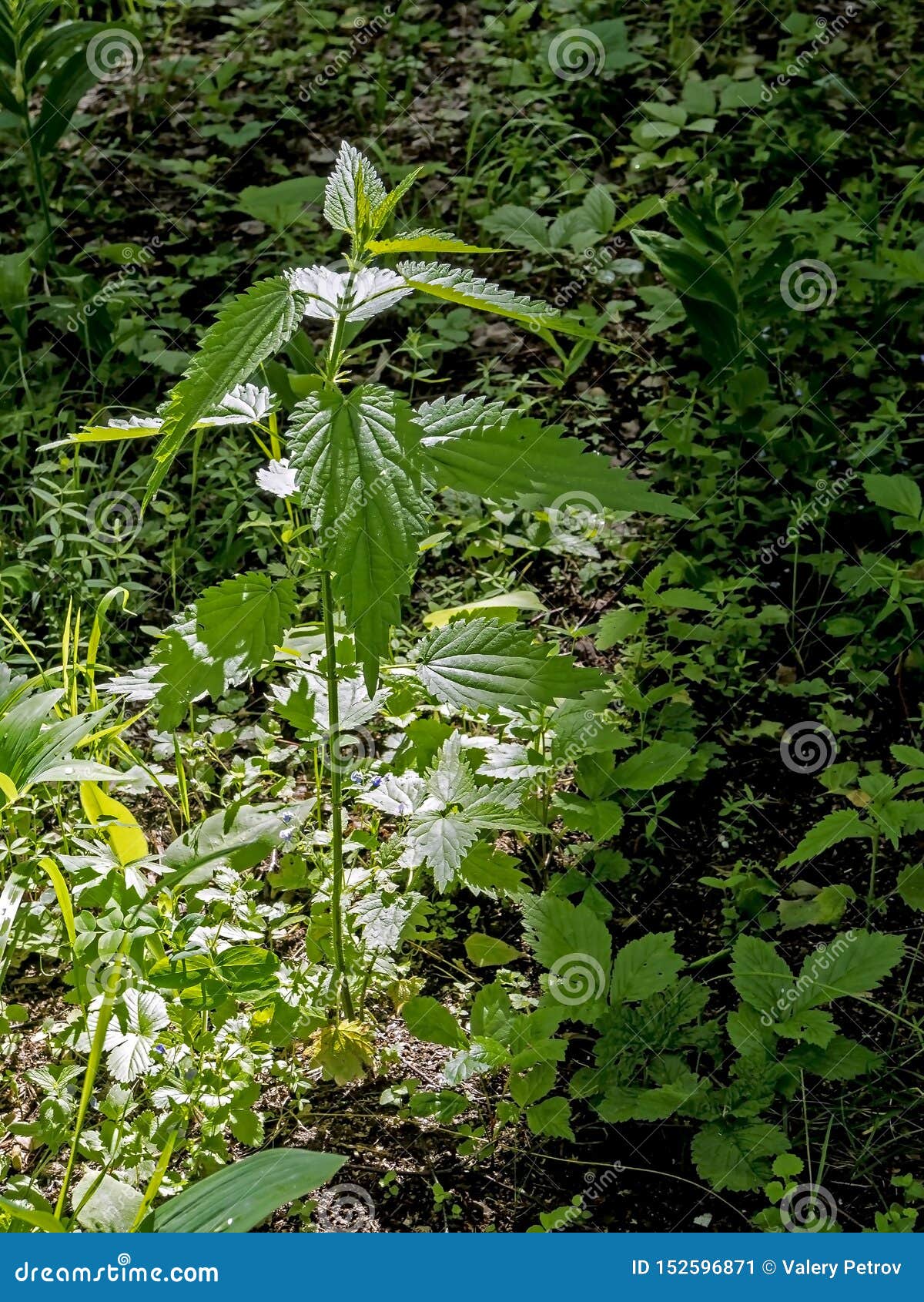 Nettle Grows in the Forest among the Trees Stock Image - Image of ...