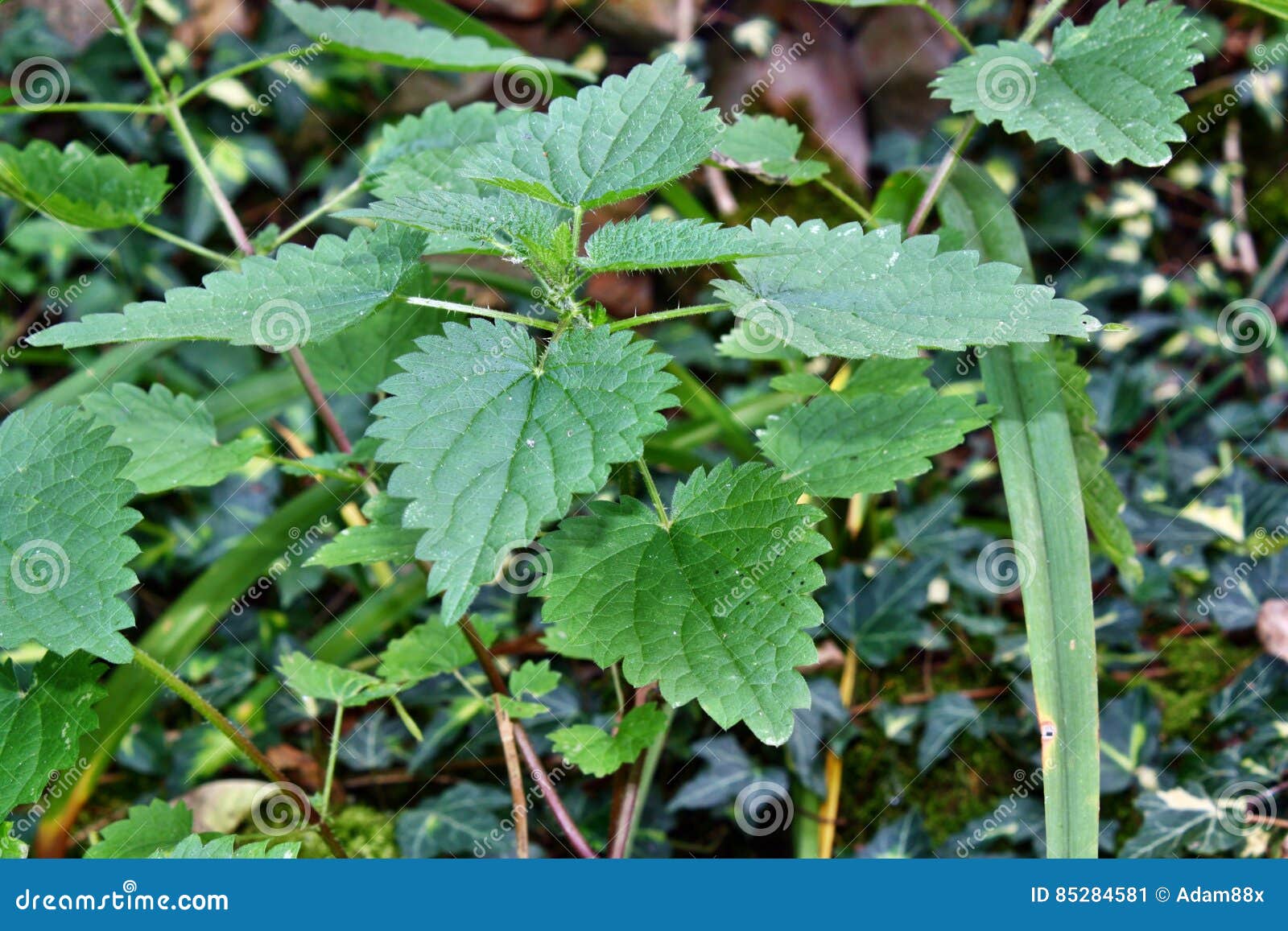 Nettle grows in the garden stock image. Image of jagged - 85284581