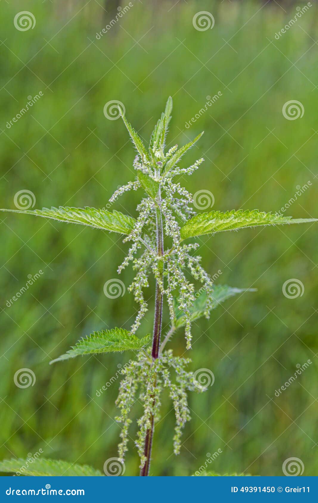896 Single Nettle Stock Photos - Free & Royalty-Free Stock Photos from ...