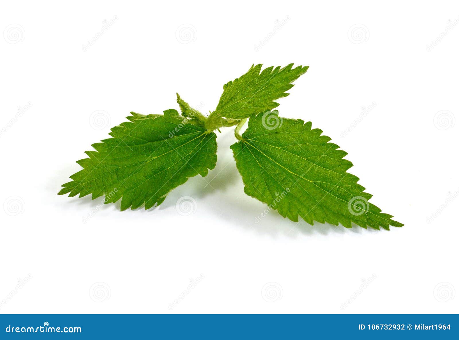 Nettle Isolated on a White Background Stock Photo - Image of single ...