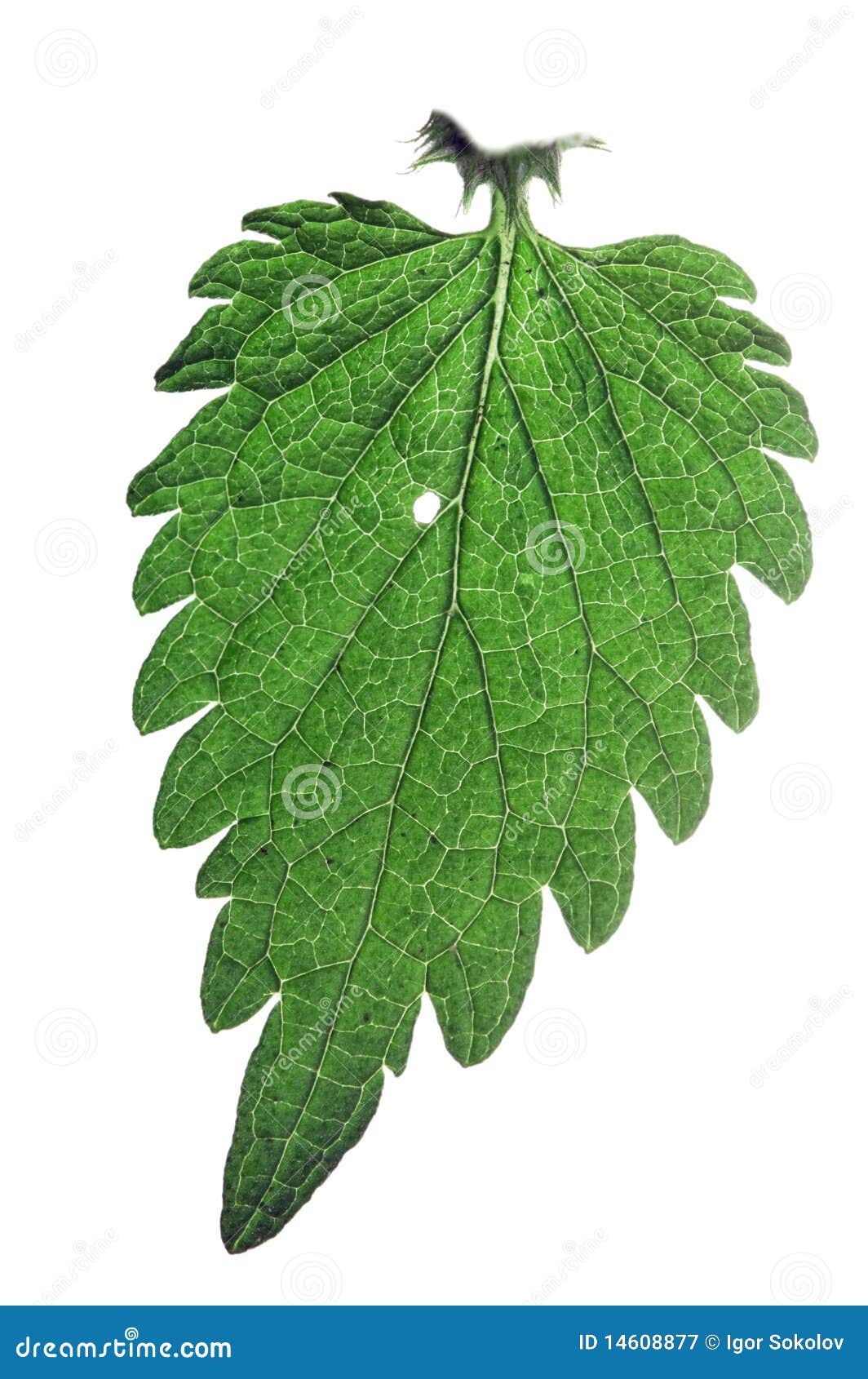 Nettle leaf stock image. Image of herbal, leaf, medical - 14608877