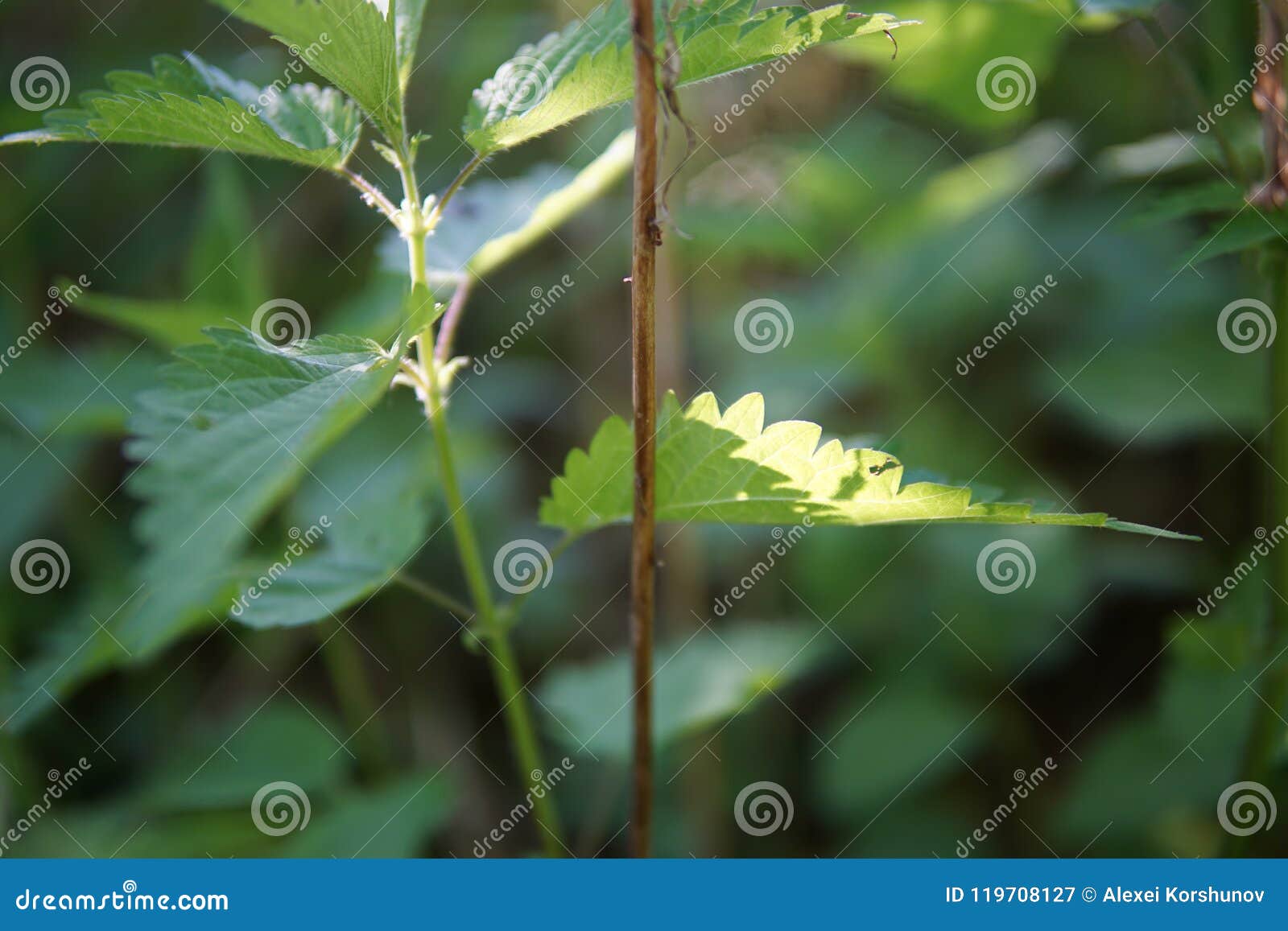 Nettle leaf closeup stock image. Image of leaf, healthcare - 119708127