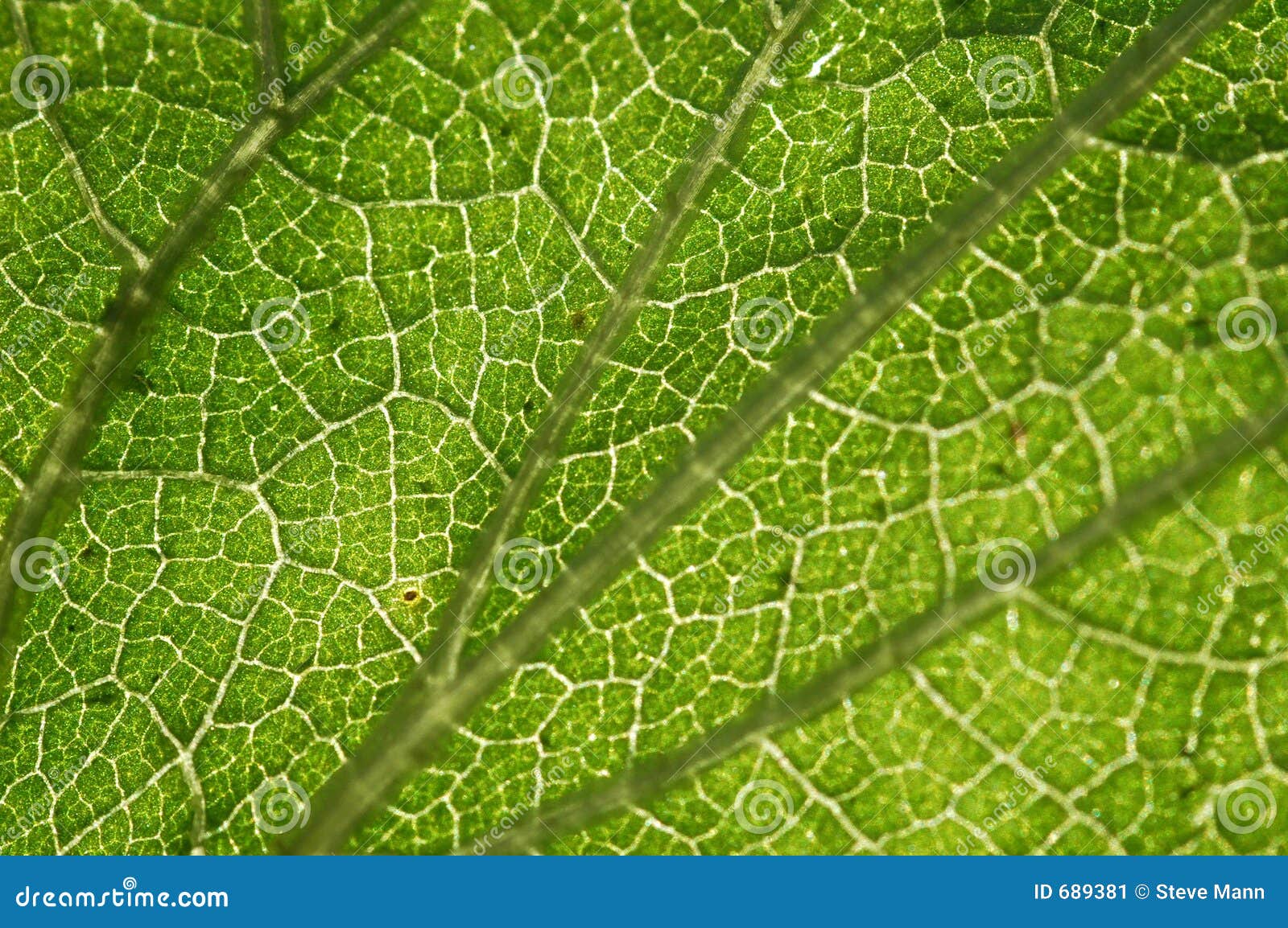 Nettle Leaf Detail stock image. Image of circulate, texture - 689381