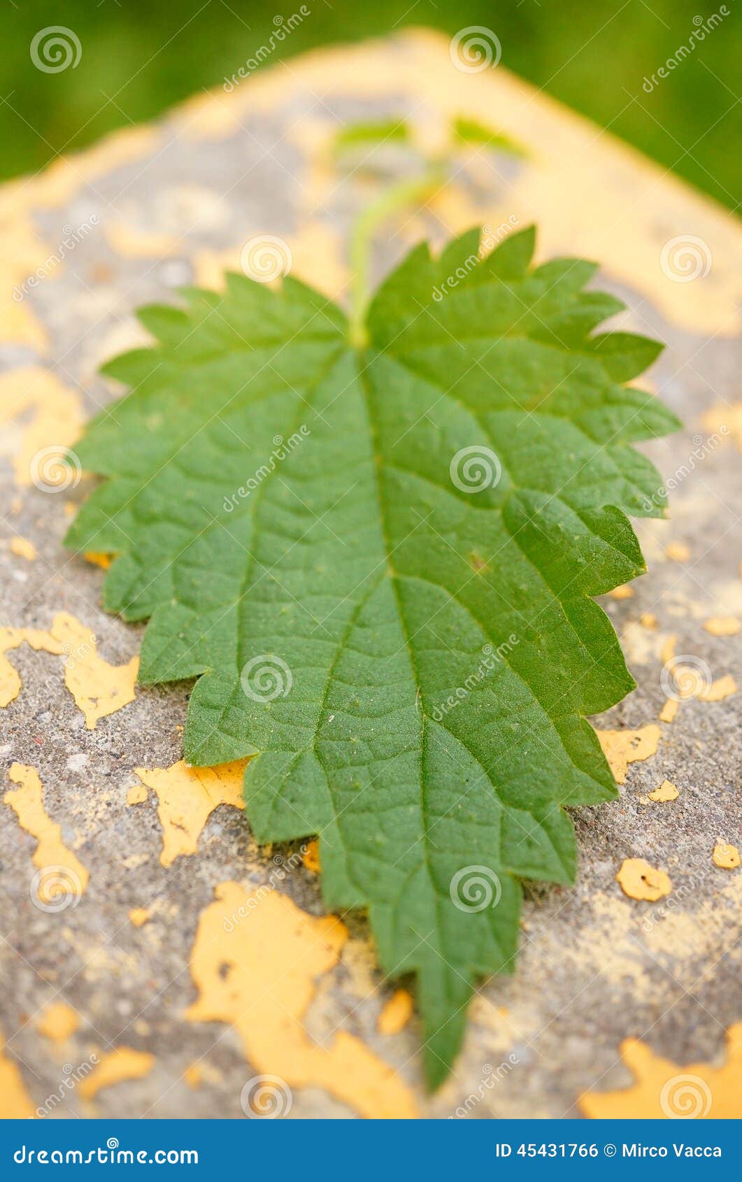 Nettle leaf stock photo. Image of leaf, green, nettle - 45431766