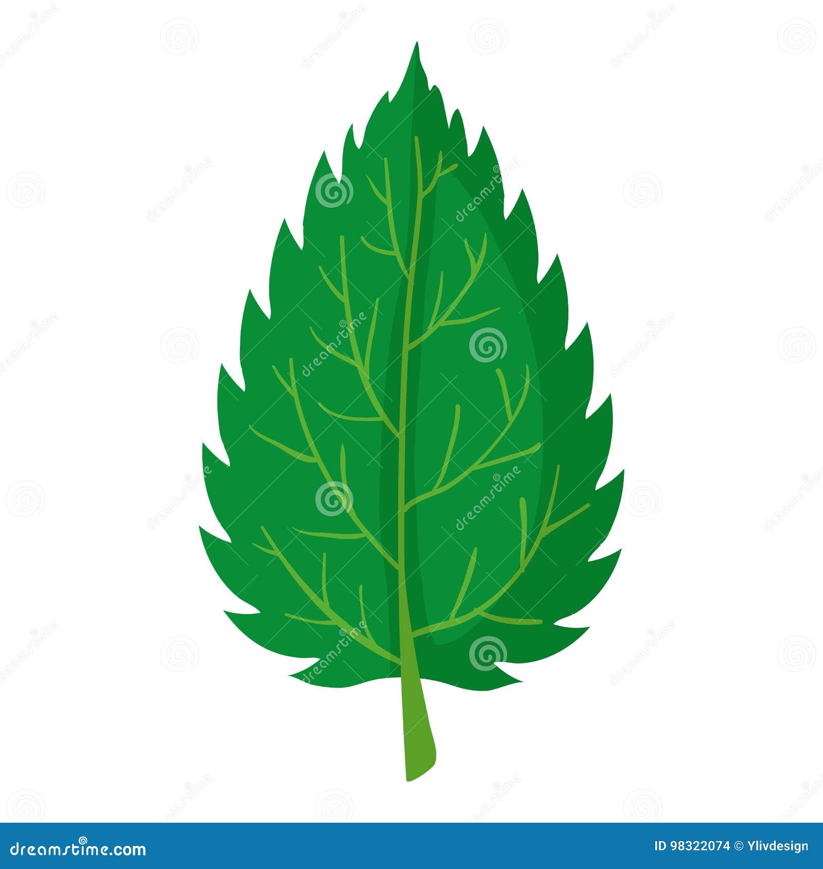 Nettle Leaf Urtica Dioica Or Stinging Nettle, Isolated On White ...