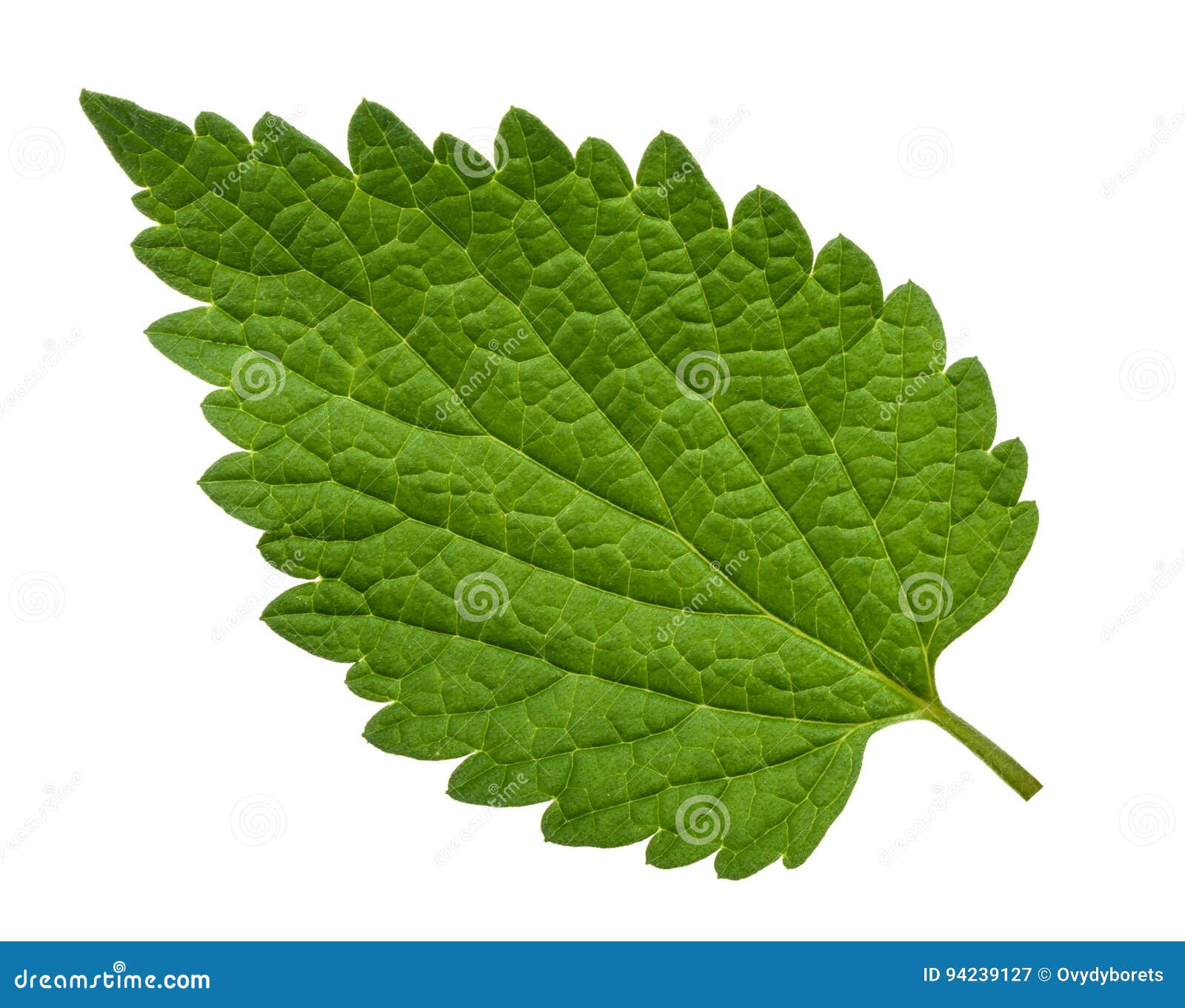 Nettle Leaf (Phyllobius (Metaphyllobius) On Nettle Leaf Stock Image ...