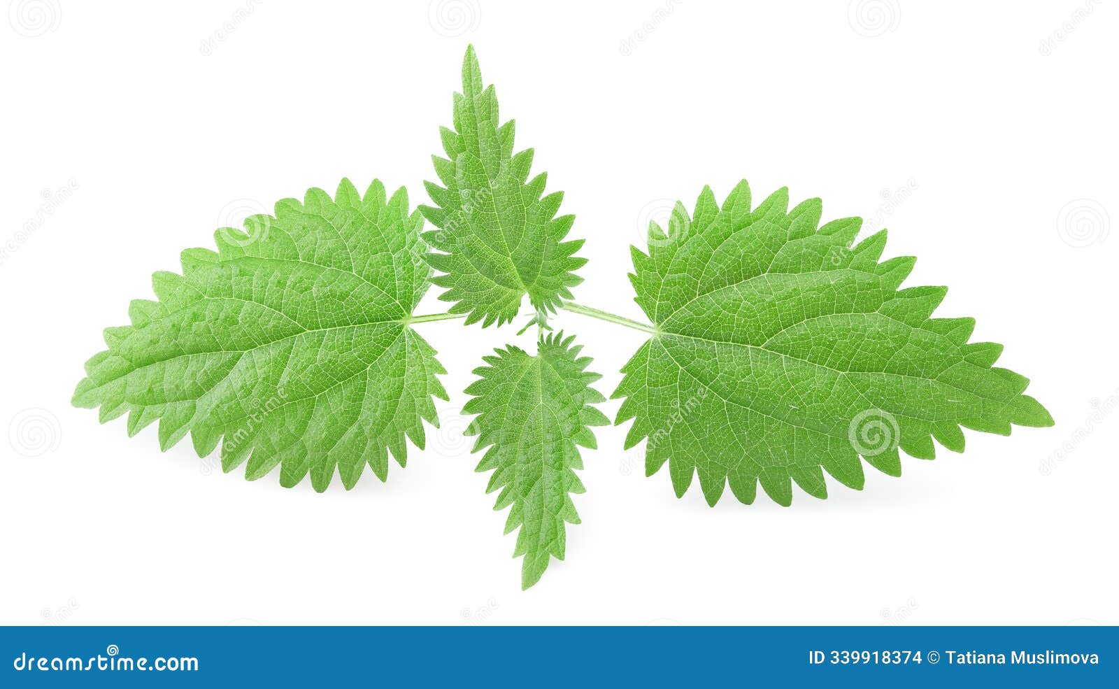 Nettle Leaf (Phyllobius (Metaphyllobius) On Nettle Leaf Stock Image ...