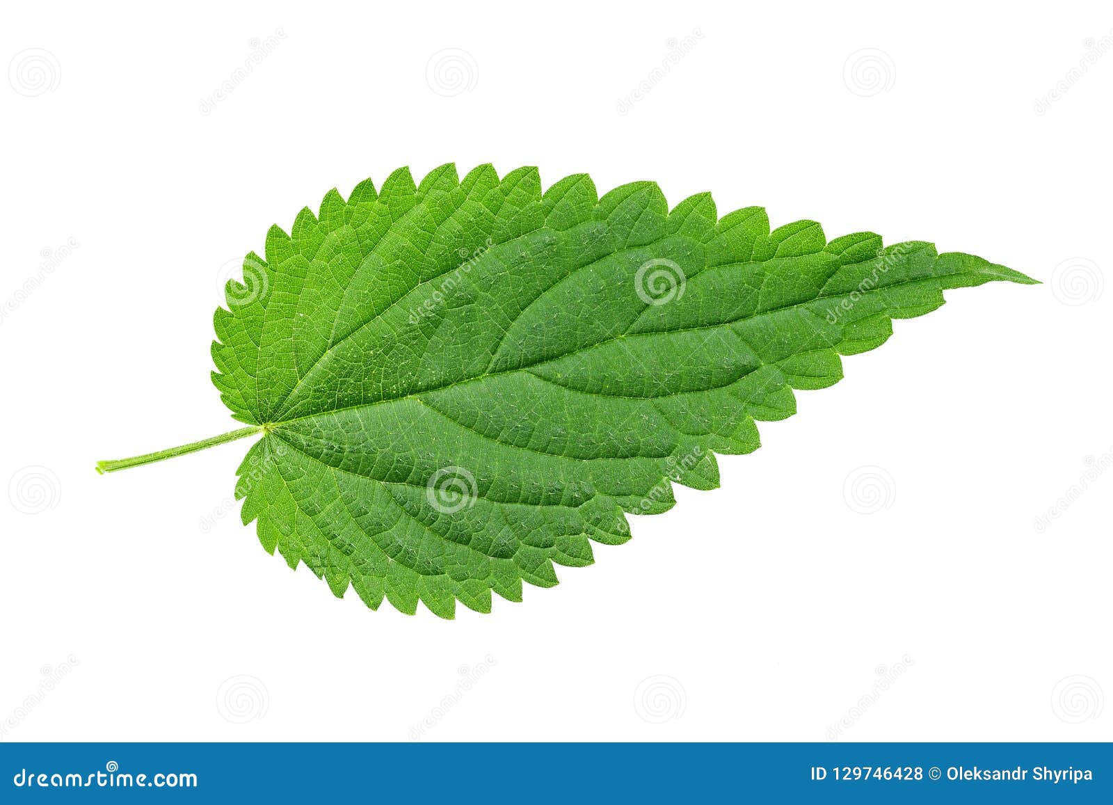 Nettle leaf isolated stock photo. Image of natural, background - 129746428