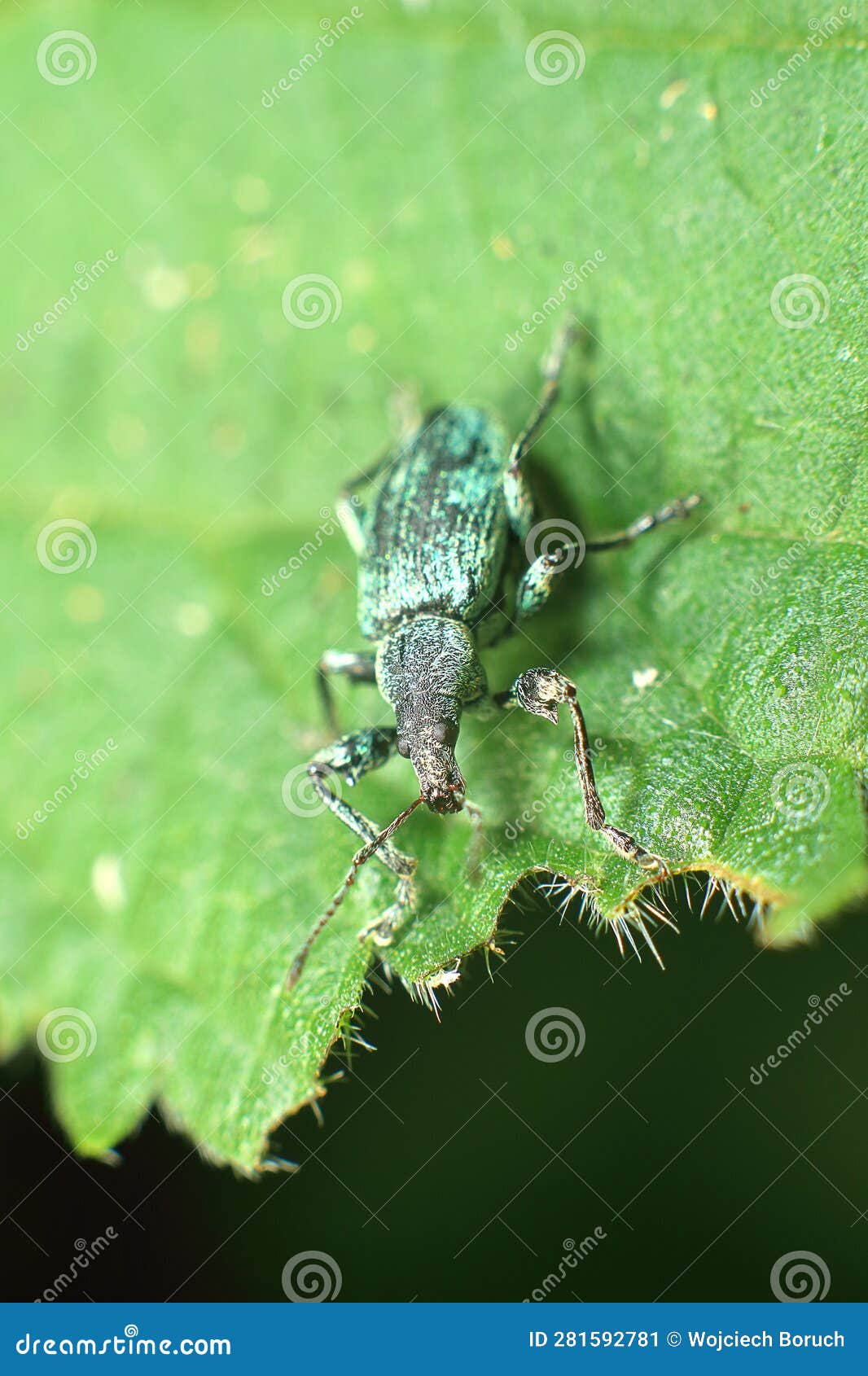 Phyllobius (Metaphyllobius) Glaucus Phyllobius Calcaratus Passing ...