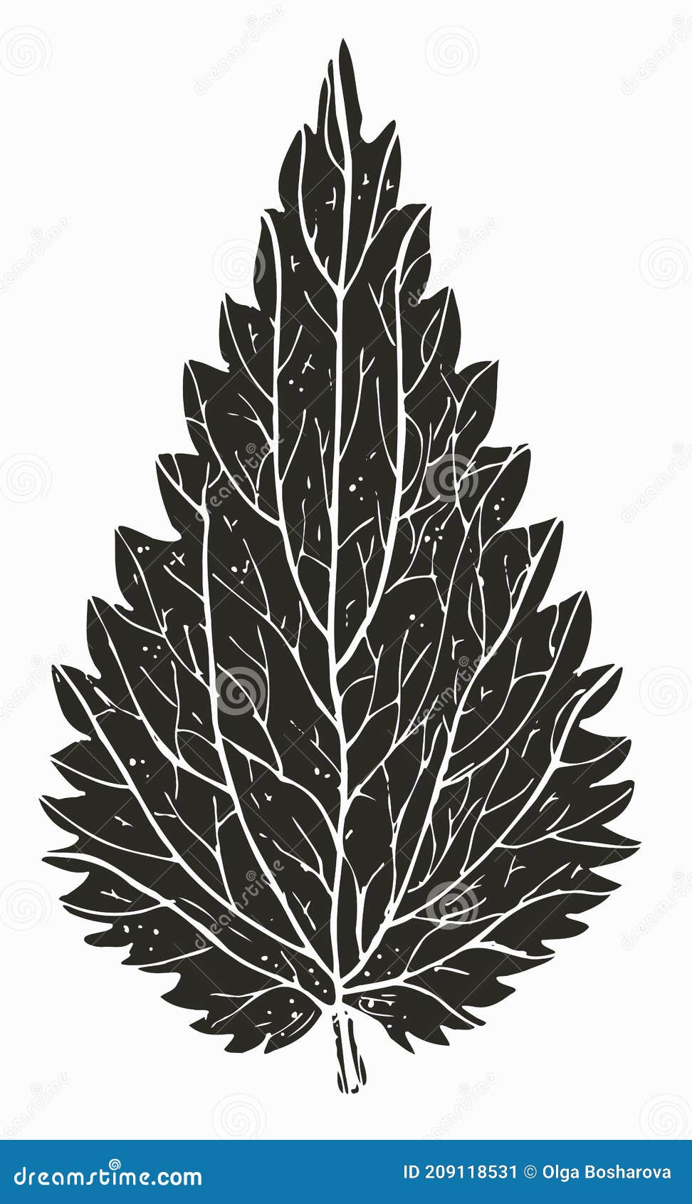 Nettle Leaf Print Botanical Drawing Stock Vector - Illustration of ...