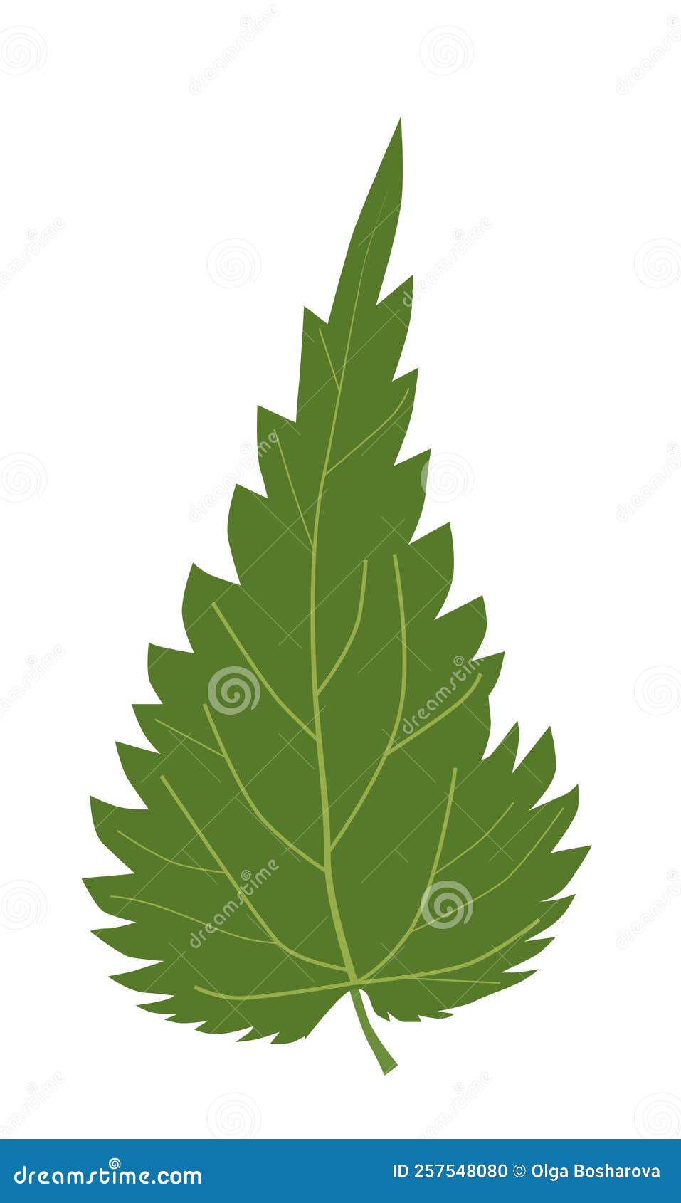 Nettle leaf with veins stock illustration. Illustration of botanical ...
