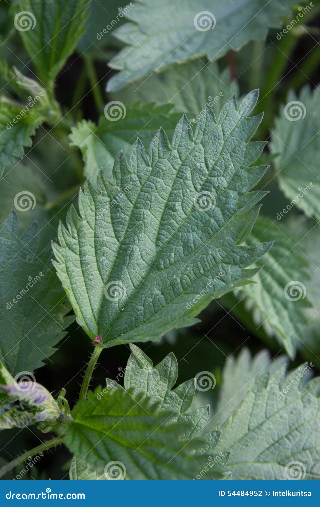 Nettle stock photo. Image of isolated, medicine, leafs - 54484952