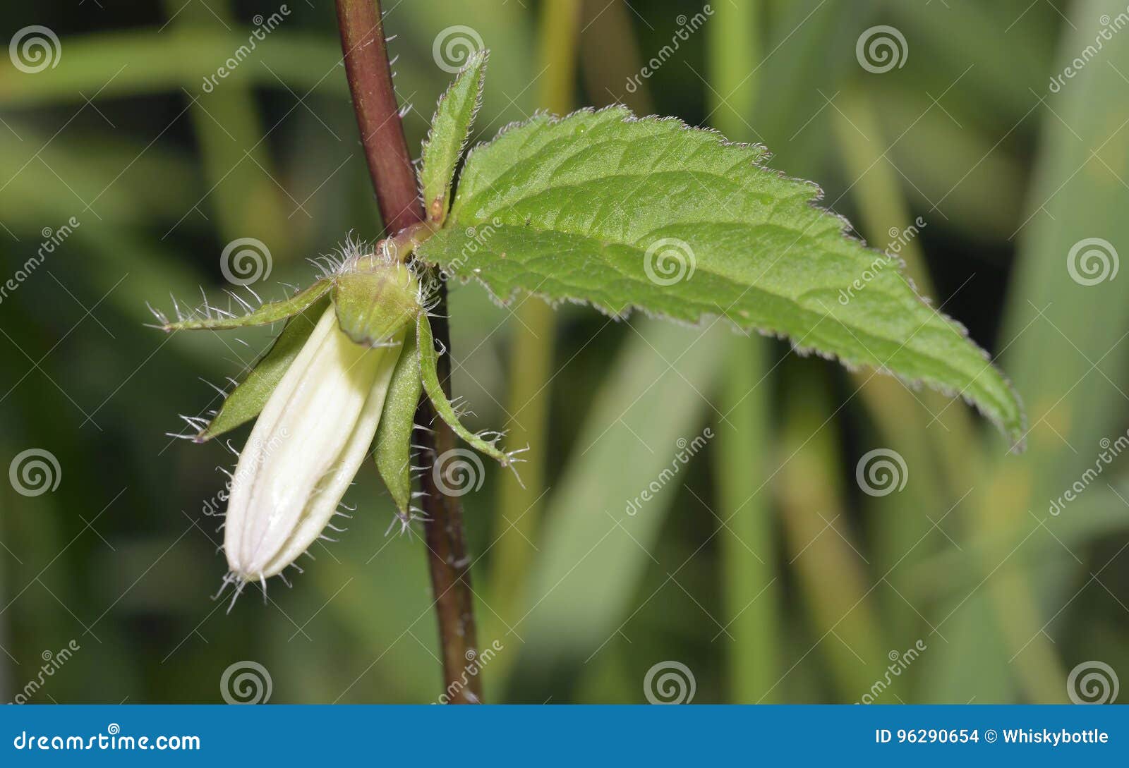 Nettle-leaved Bellflower stock photo. Image of landscape - 96290654