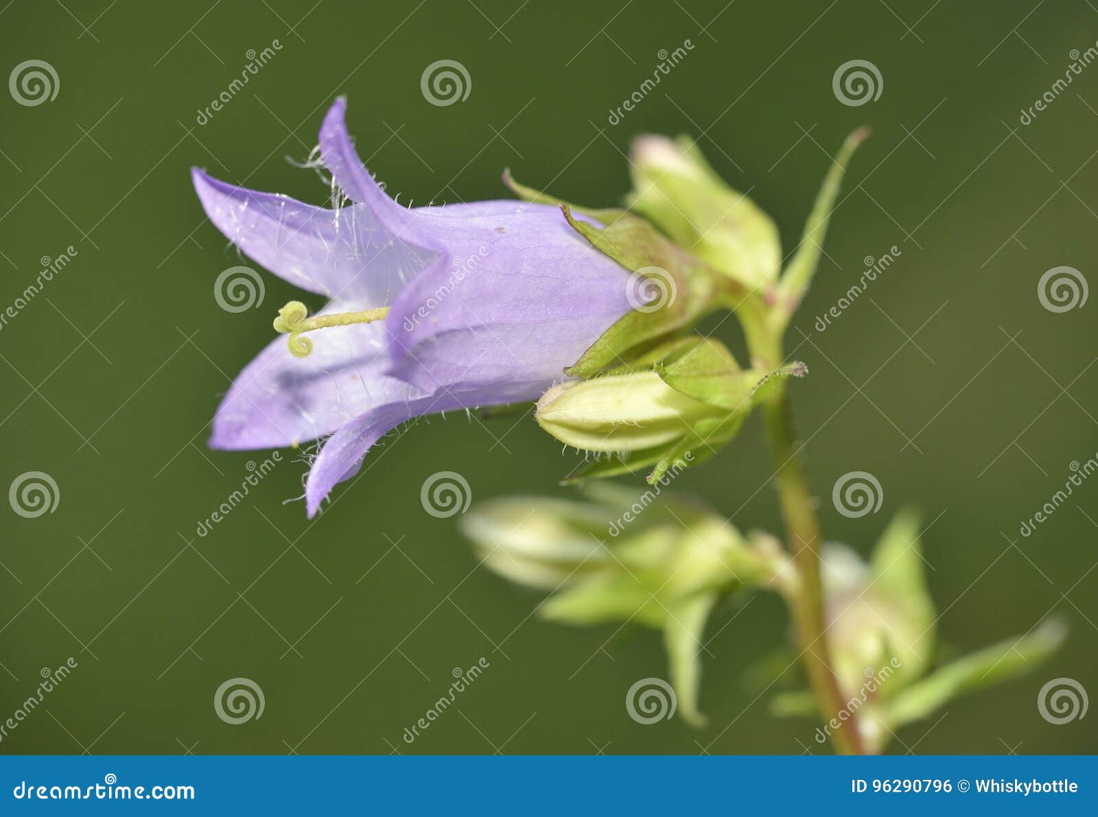 Nettle-leaved Bellflower stock photo. Image of gloucestershire - 96290796