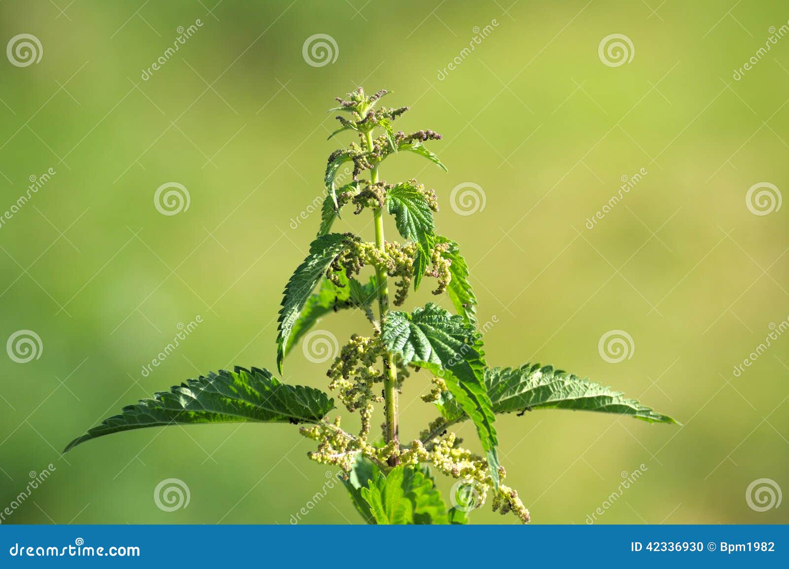 Nettle. stock photo. Image of botany, food, irritation - 42336930