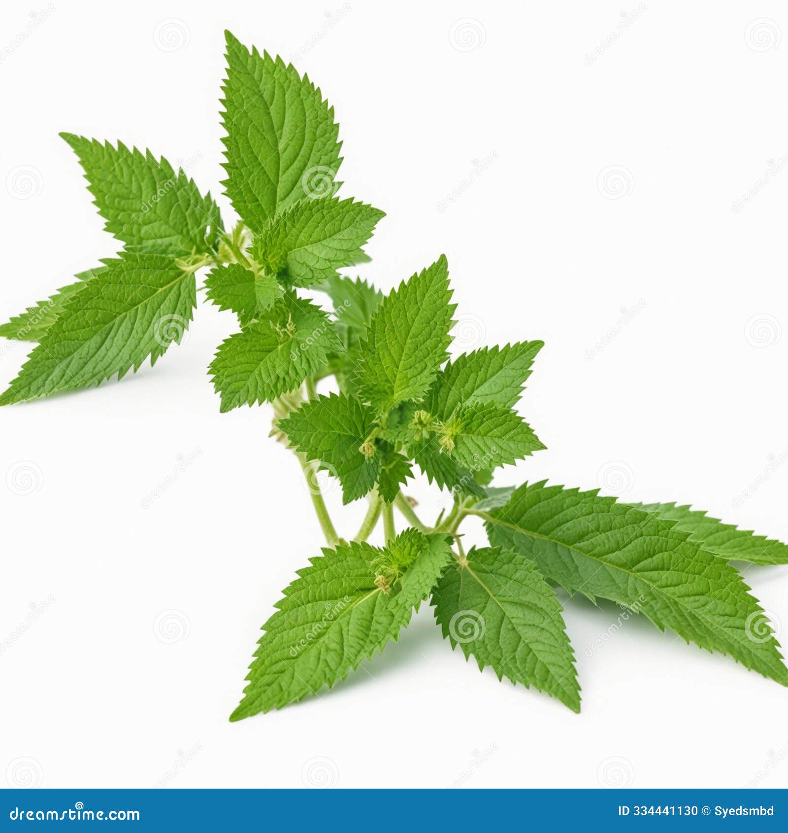 Nettle Leaves, Isolated On White Background Stock Photography ...