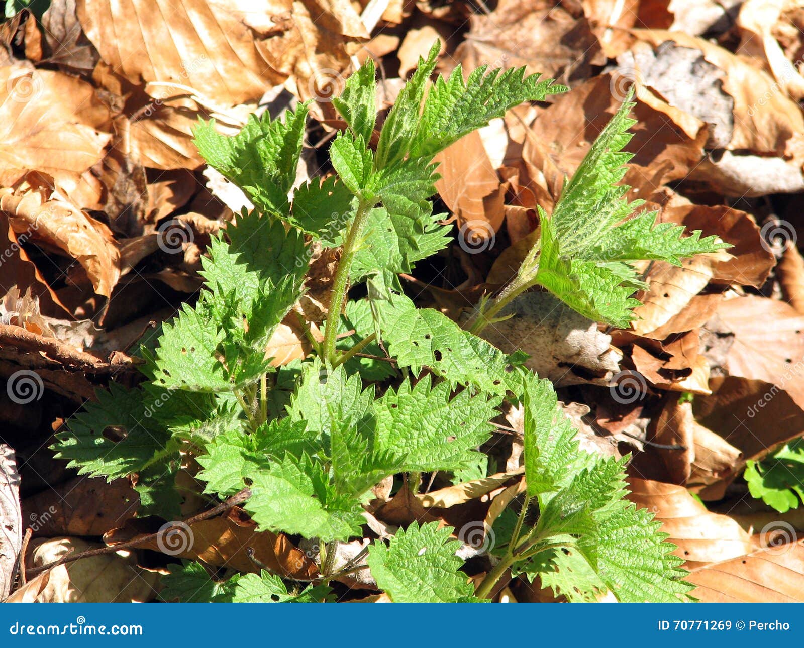 Nettle stock image. Image of outdoors, nettle, vegetarian - 70771269