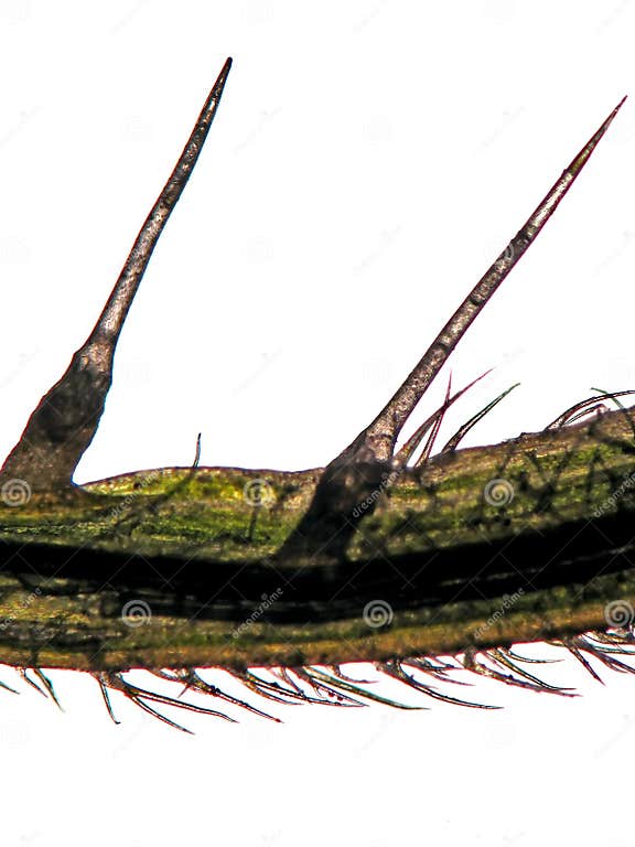 Nettle Needles Zoom Zoom stock photo. Image of detail - 3775394