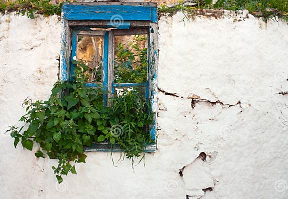 Nettle in old window stock image. Image of white, horizontal - 18942715
