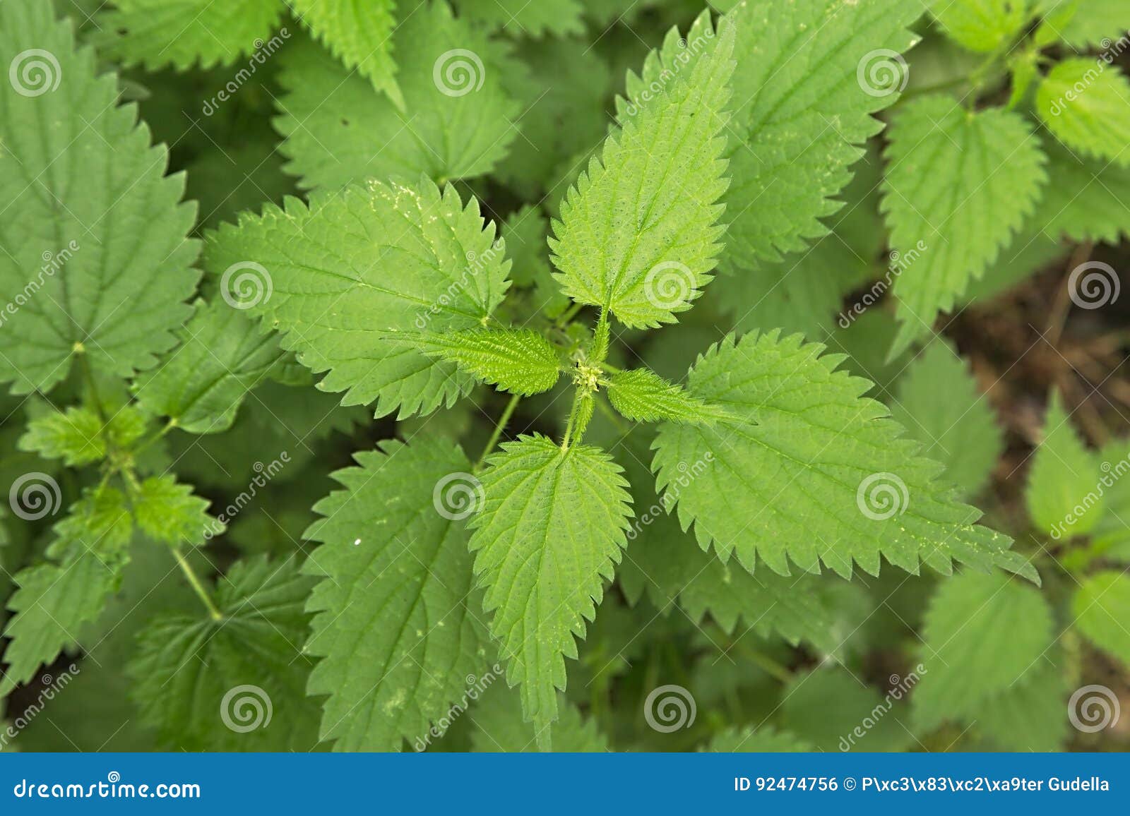 Nettle stock photo. Image of field, herbal, health, vegetation - 92474756