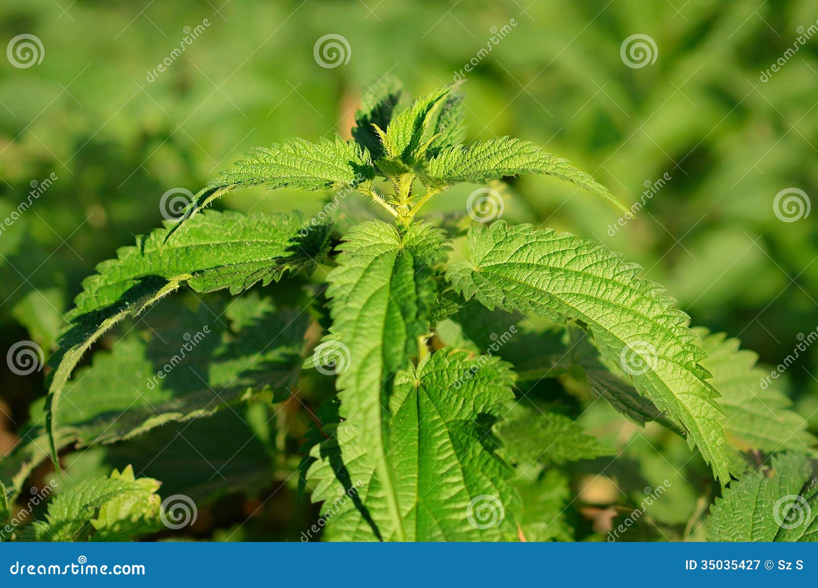 Nettle plant in forest stock image. Image of field, background - 35035427