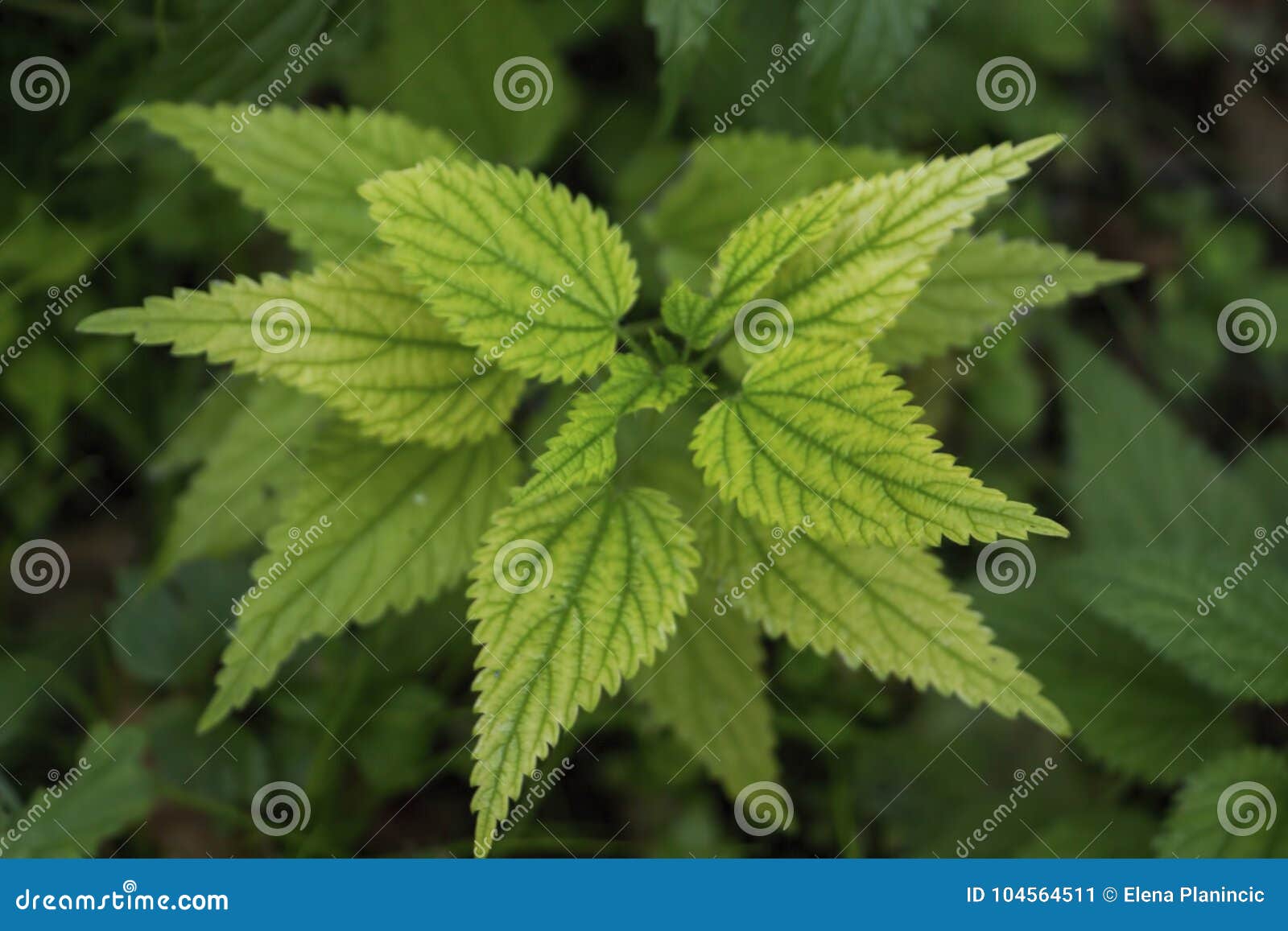 Nettle plant stock image. Image of leaf, green, nature - 104564511