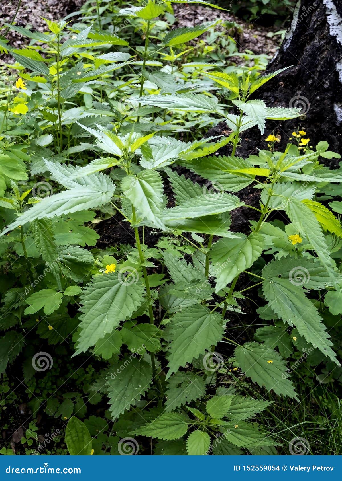 Nettle Grows in the Forest among the Trees Stock Photo - Image of bush ...